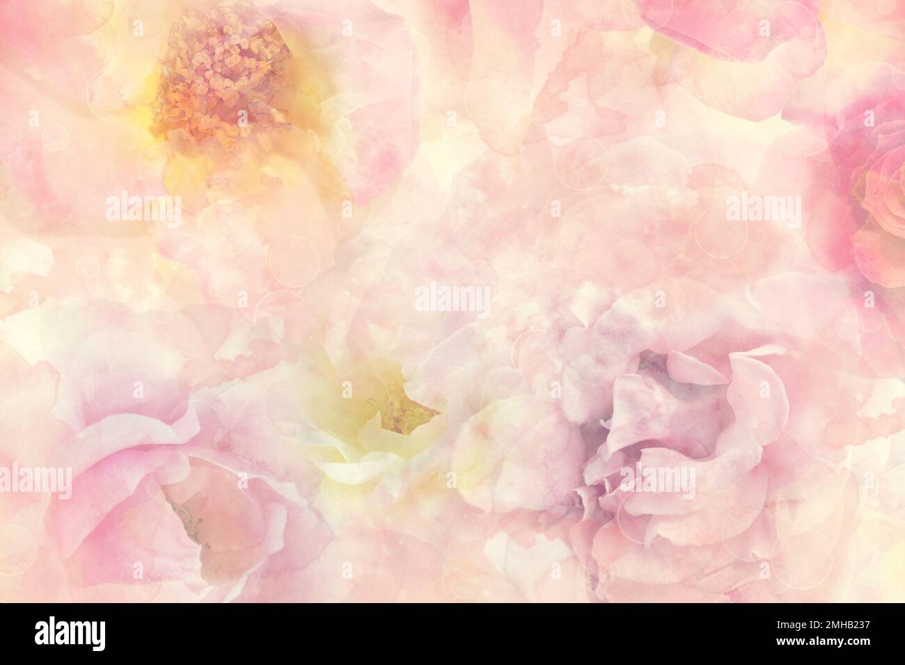 Abstract Floral Background with Pink Rose Flowers Stock Photo - Alamy