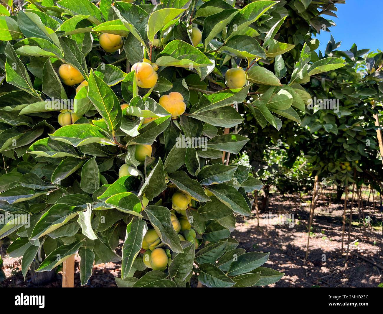 Tree with Persimmon fruits on plantation, closeup Stock Photo - Alamy