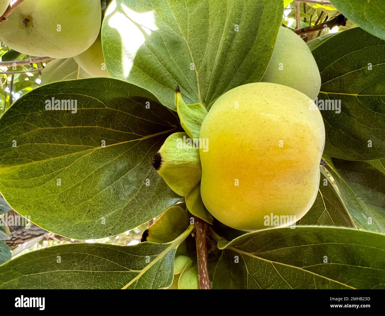 Tree branch with Persimmon fruits on plantation, closeup Stock Photo ...