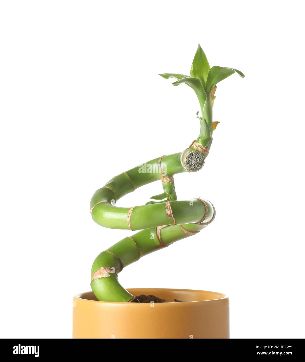 Potted bamboo plant isolated on white background Stock Photo - Alamy