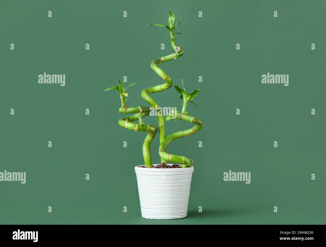 Pot with bamboo plant on green background Stock Photo - Alamy