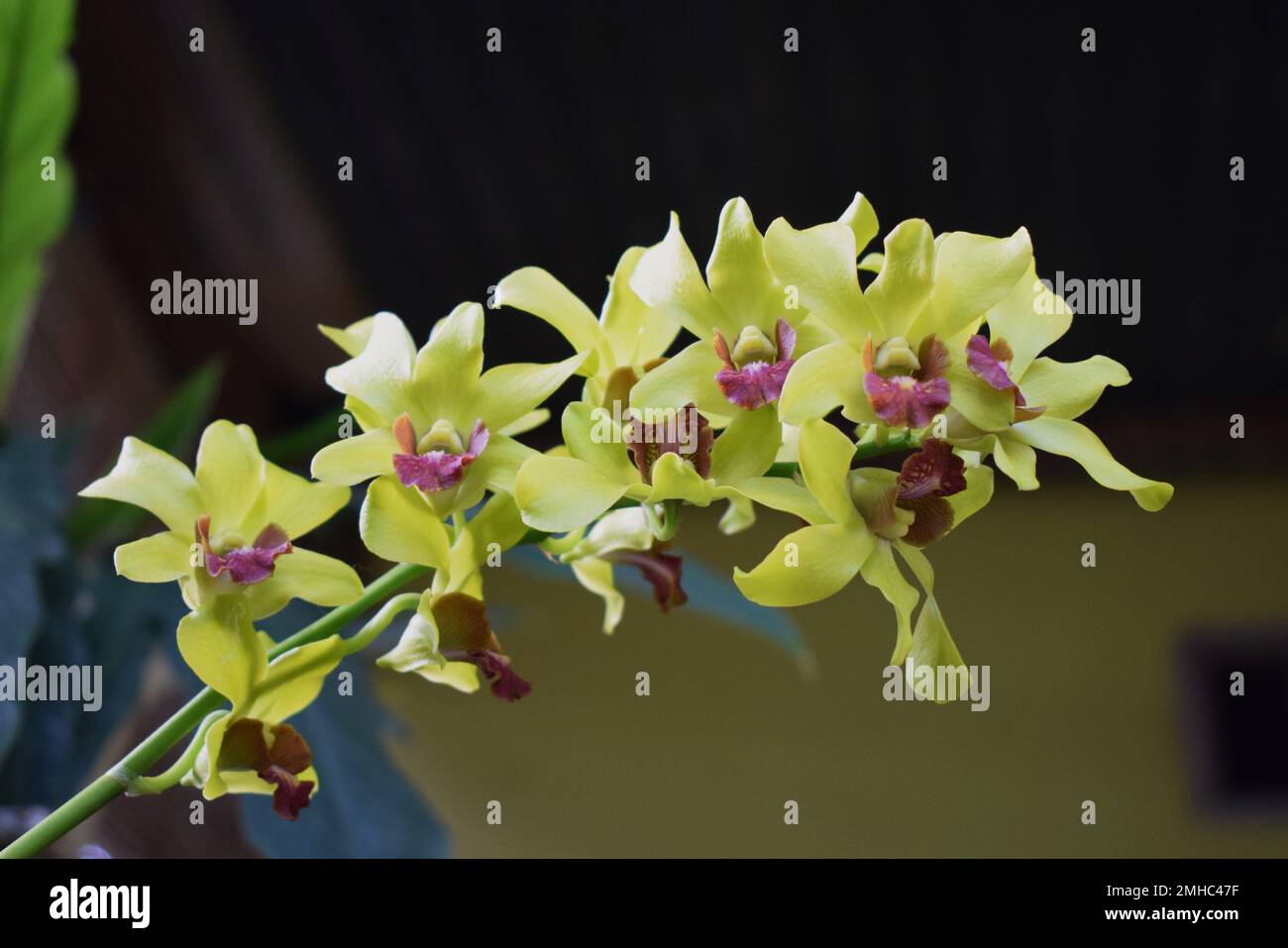 Beautiful Tiger Orchid (Grammatophyllum speciosum) flowers in the yard ...