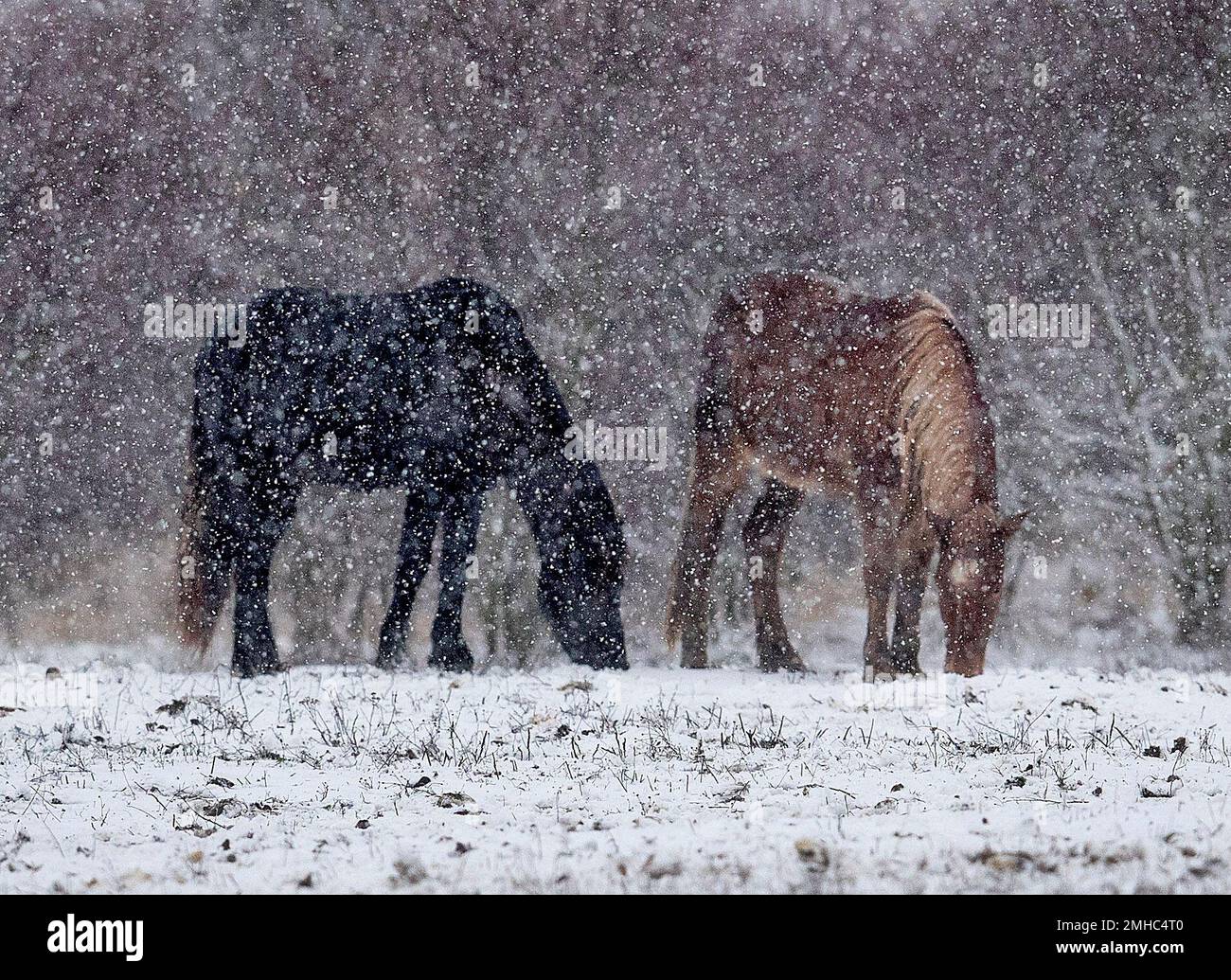 Iceland stallions stand in their paddock during snow fall in Wehrheim ...