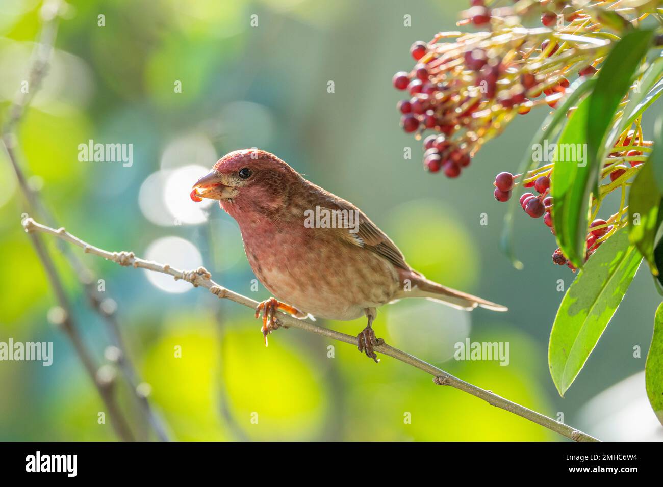Purple Finch (Haemorhous purpureus) with berries Sacramento County ...