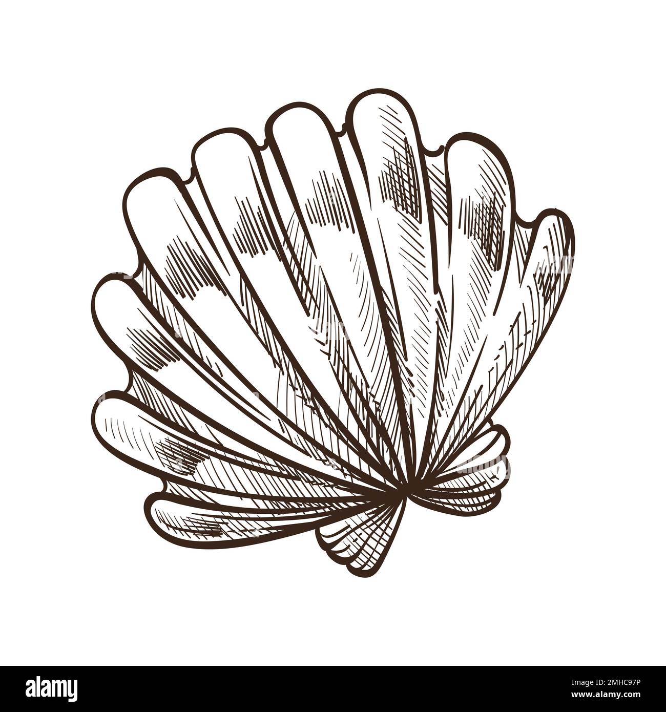 Shell or seashell, conch or mollusk isolated sketch, marine symbol ...