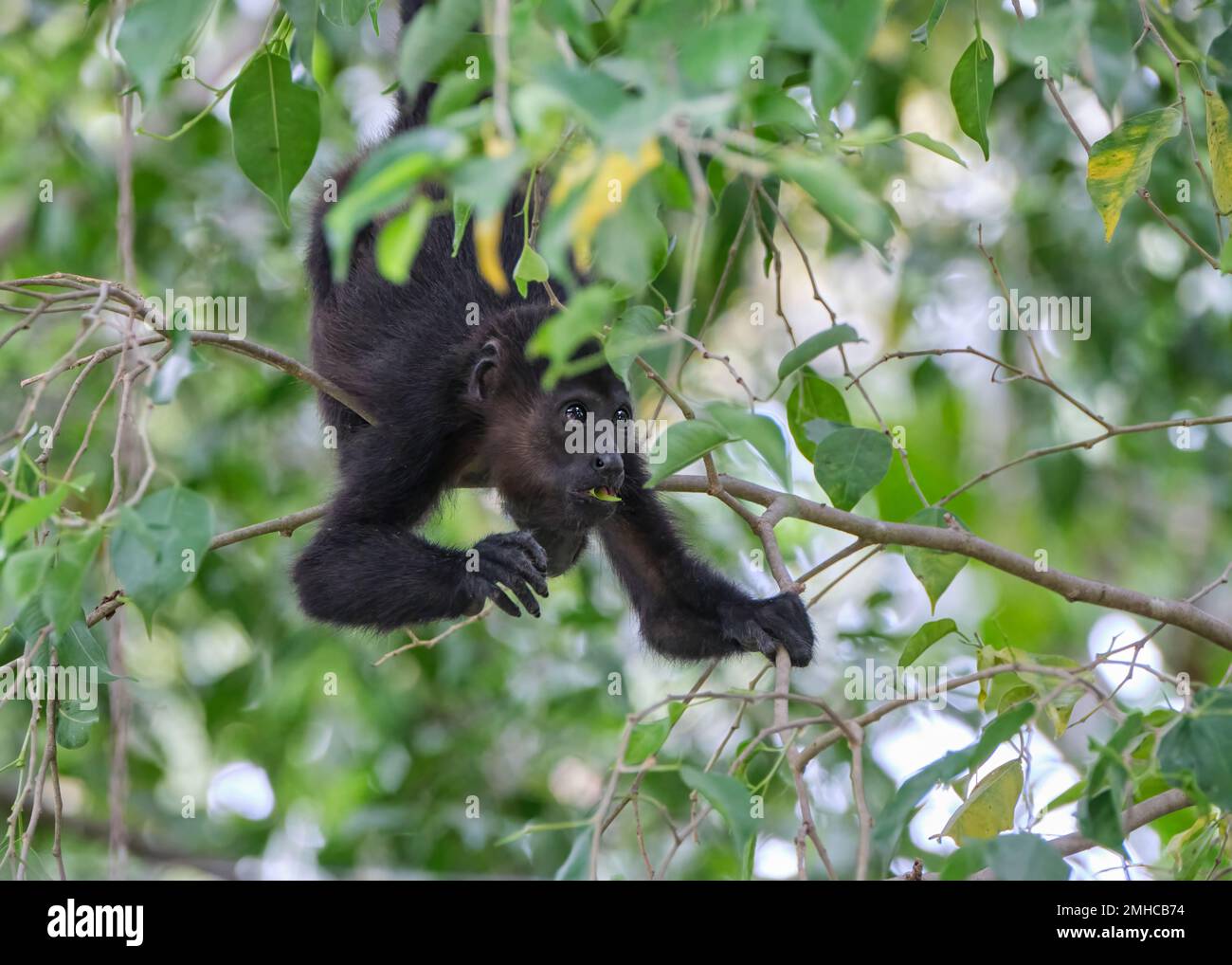 Monkey hanging by tail hi-res stock photography and images - Alamy