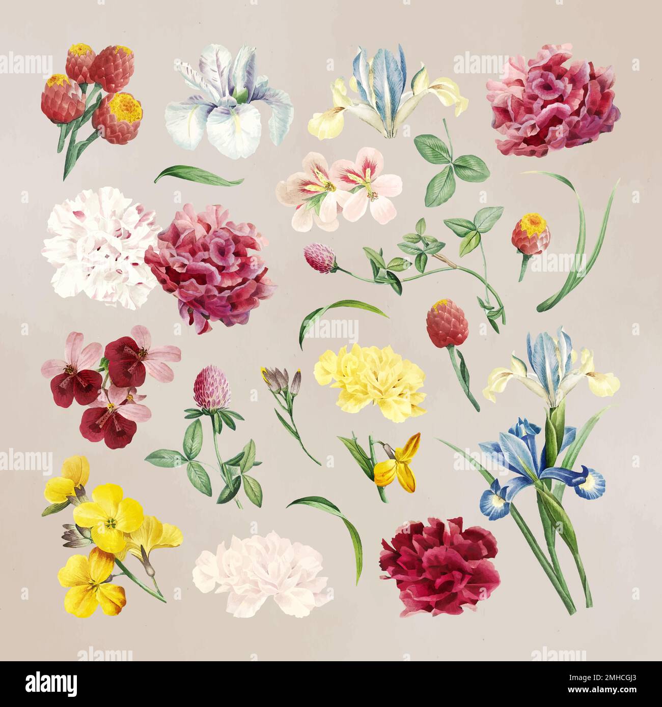 Colorful flower set on a beige background vector Stock Vector Image ...