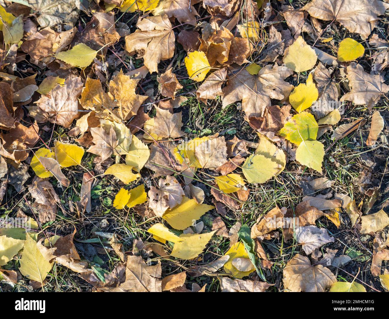 Orange, brown and yellow fallen oak leaves on green grass. Autumn ...