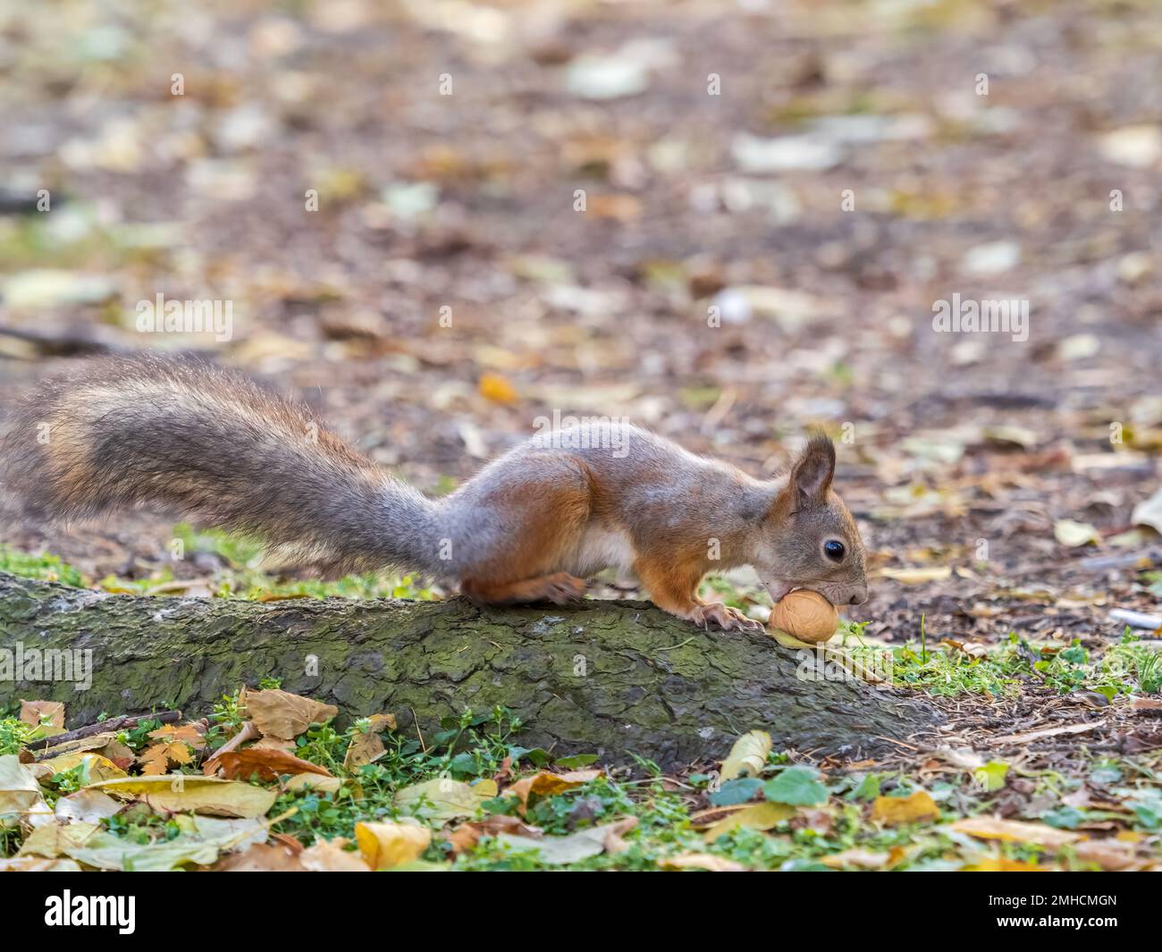 Squirrel with nut sits on green grass with fallen yellow leaves in ...