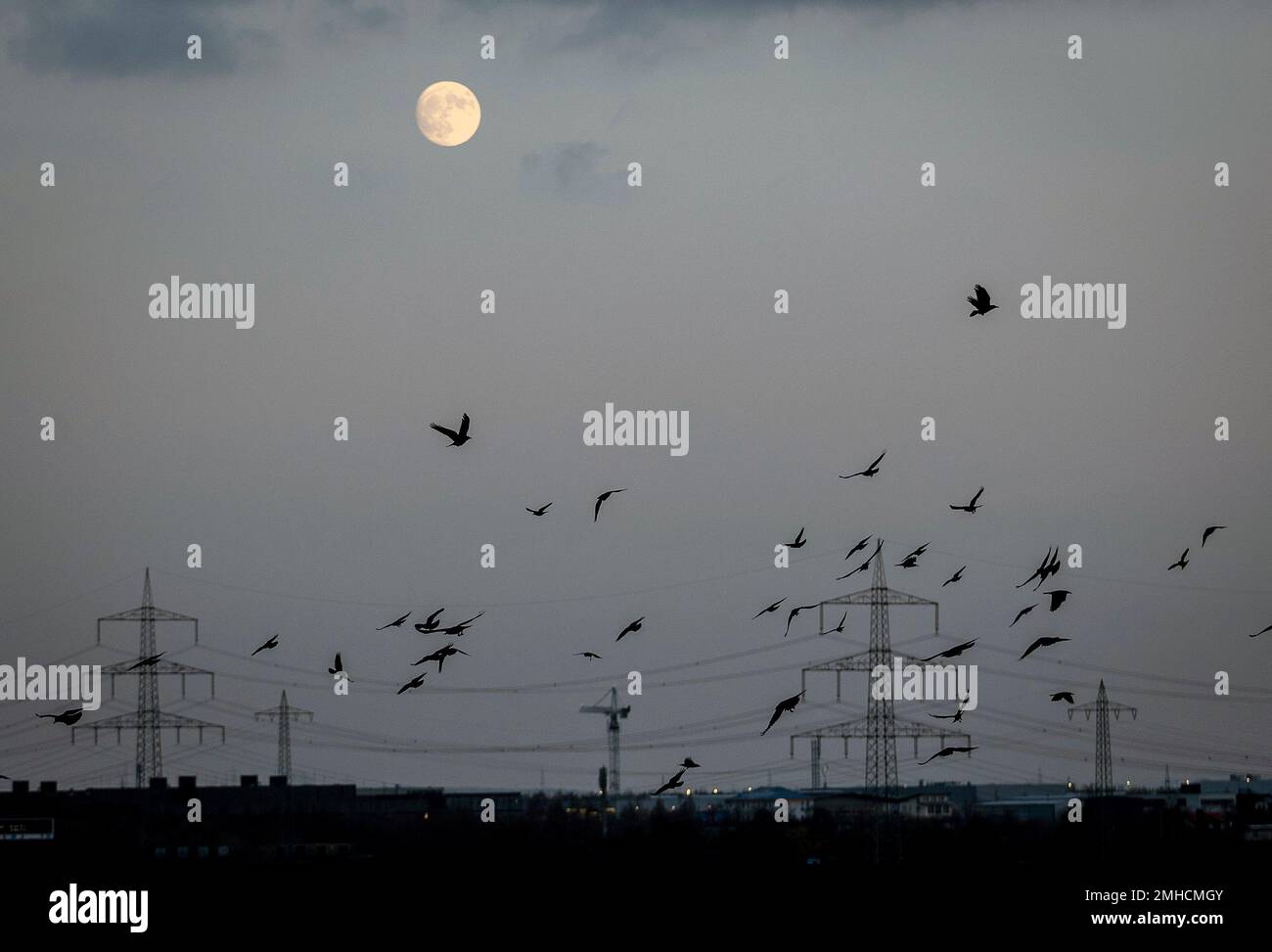 A flock of crows flies by the rising moon in Frankfurt, Germany ...