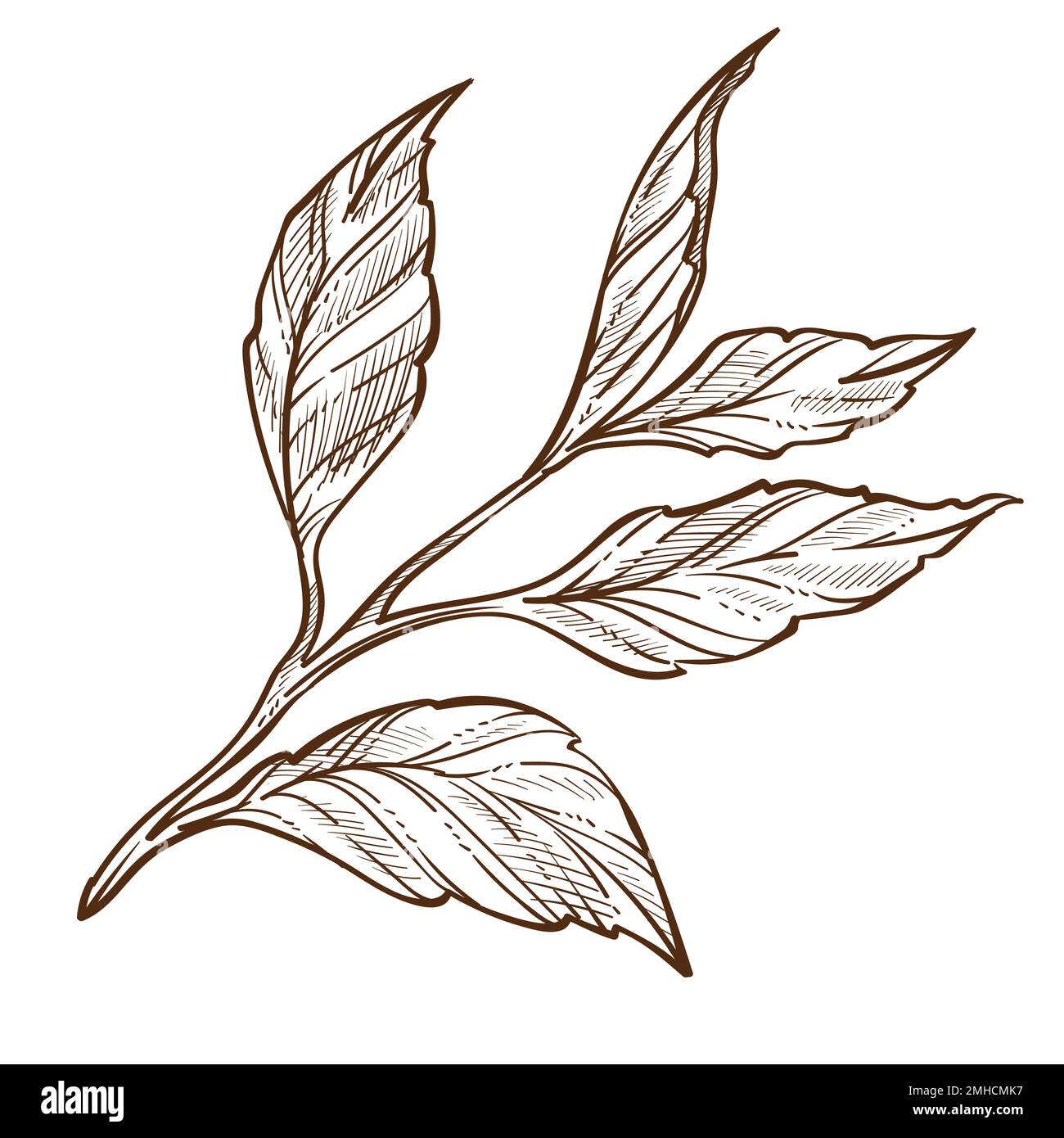 Tea plant isolated sketch, leaves on stem, organic product Stock Vector ...