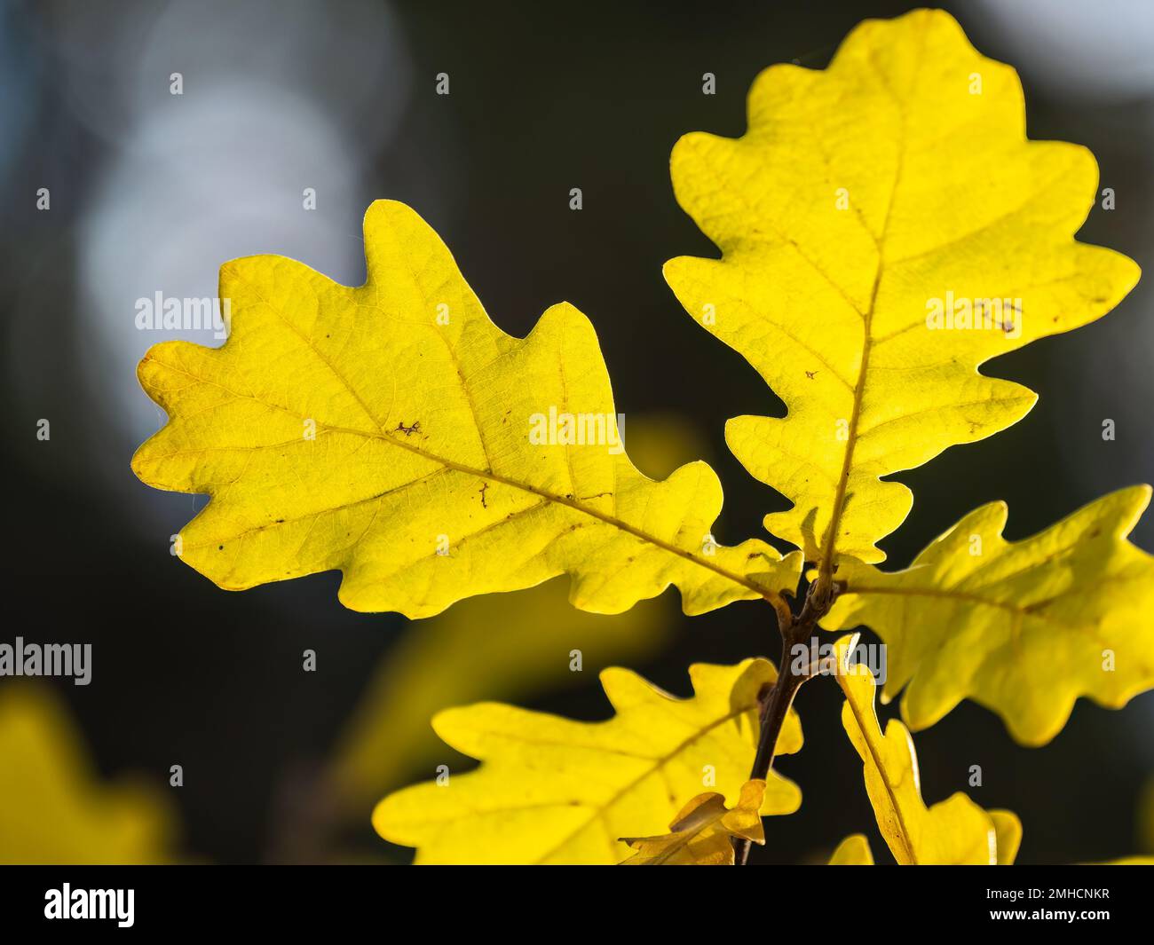 Oak branches with yellow leaves in autumn park. Bright yellow and ...