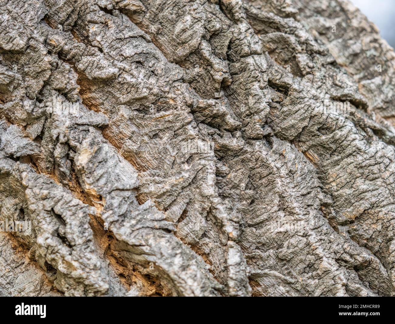 Cork bark texture with a hollow. Tree bark texture. Natural background ...