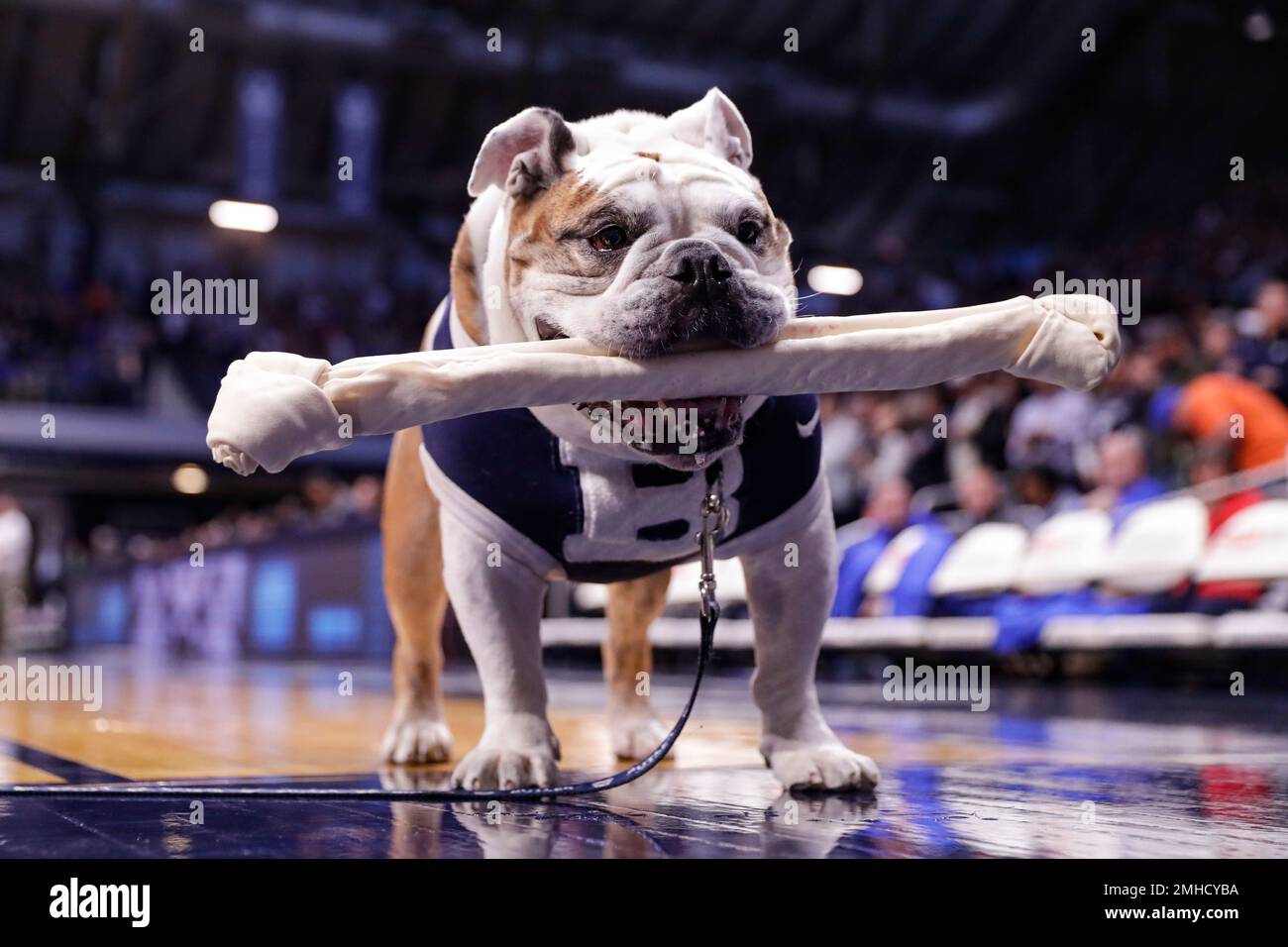 The Butler mascot "Blue" is shown before an NCAA college basketball ...