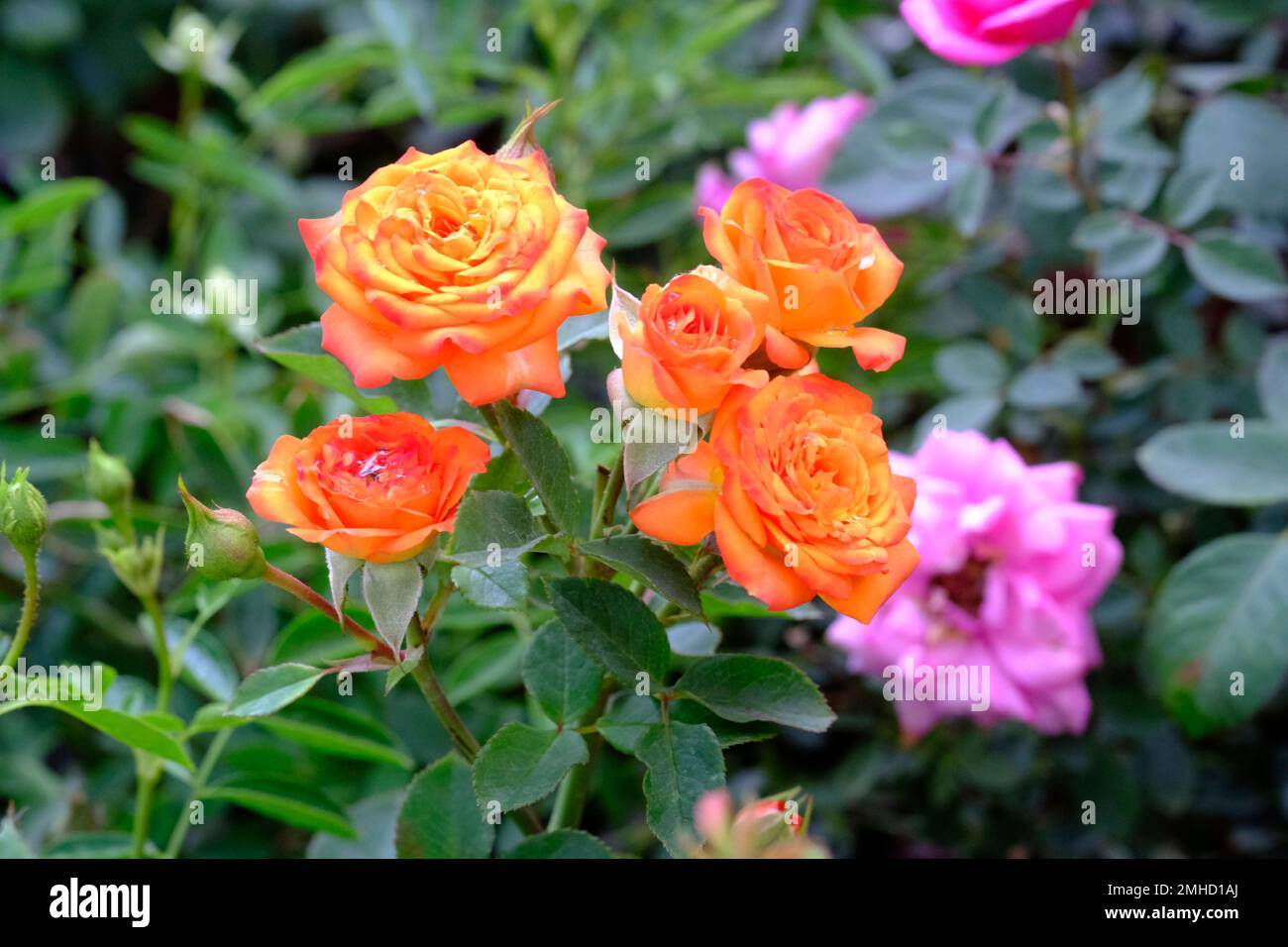 beautiful Yellow rose blossom, Indian yellow Rose flower, elegant Rose ...