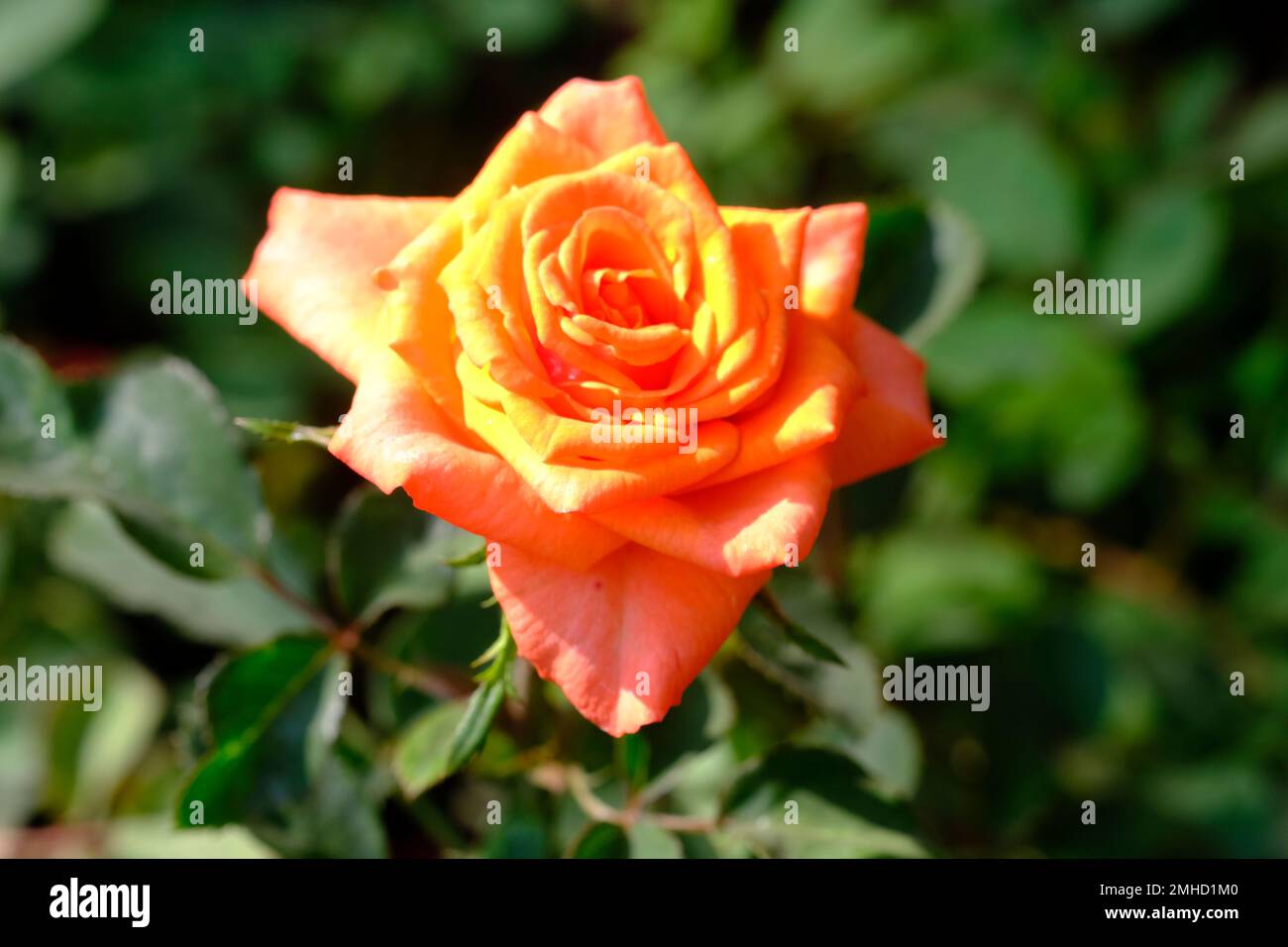 beautiful Yellow rose blossom, Indian yellow Rose flower, elegant Rose flower, rose flowering ...