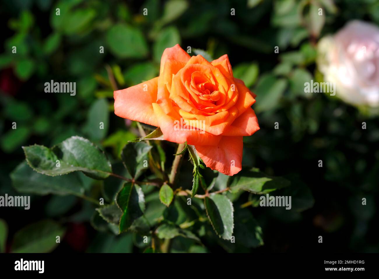 beautiful Yellow rose blossom, Indian yellow Rose flower, elegant Rose flower, rose flowering ...