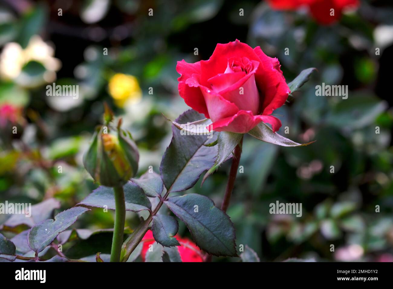 beautiful Yellow rose blossom, Indian yellow Rose flower, elegant Rose ...