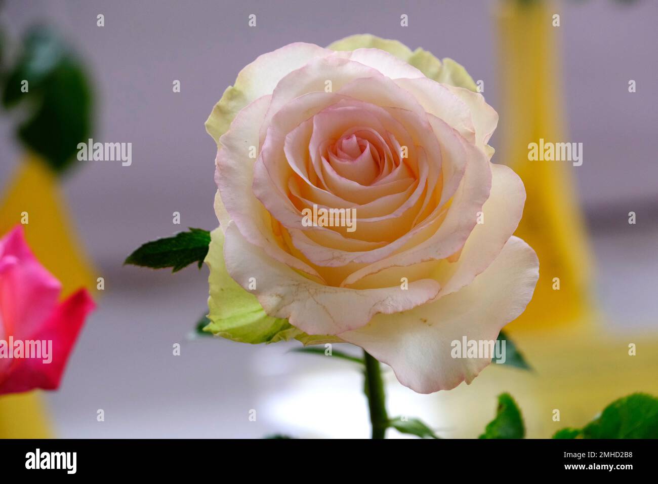 beautiful Yellow rose blossom, Indian yellow Rose flower, elegant Rose flower, rose flowering ...