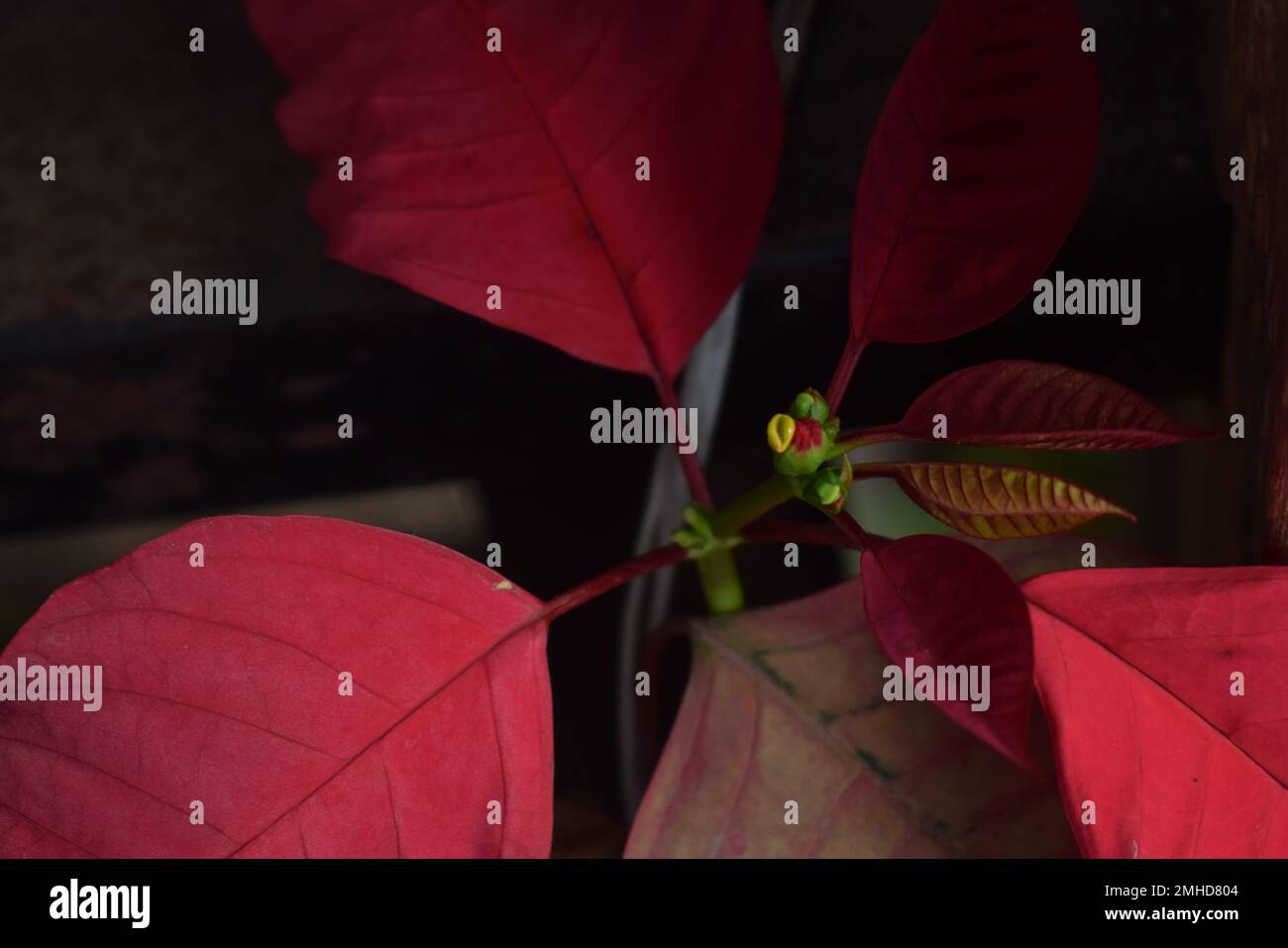Creative layout made of red flowers. Lay flat. natural concept Stock ...