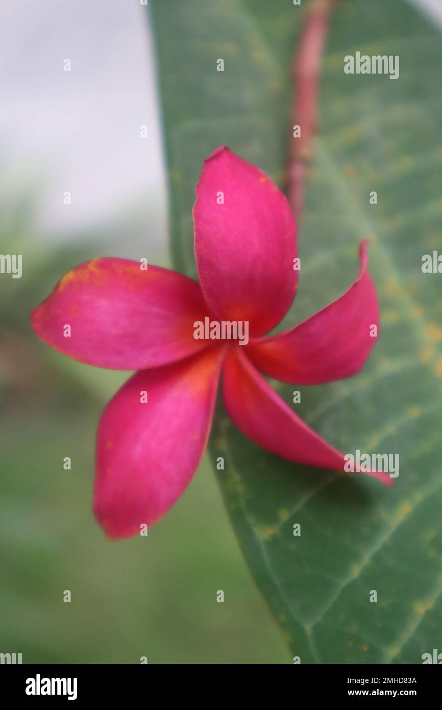 Creative layout made of red flowers. Lay flat. natural concept Stock ...