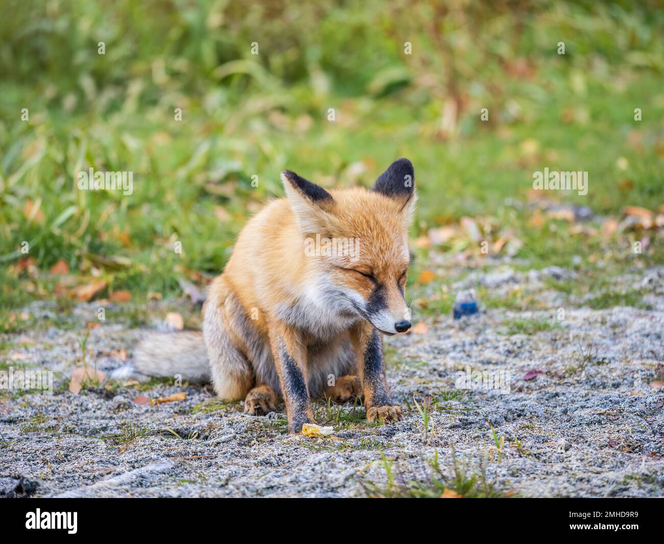 Red fox, Vulpes vulpes, sits on autumn forest path. Close up of a red fox Vulpes vulpes, sitting ...