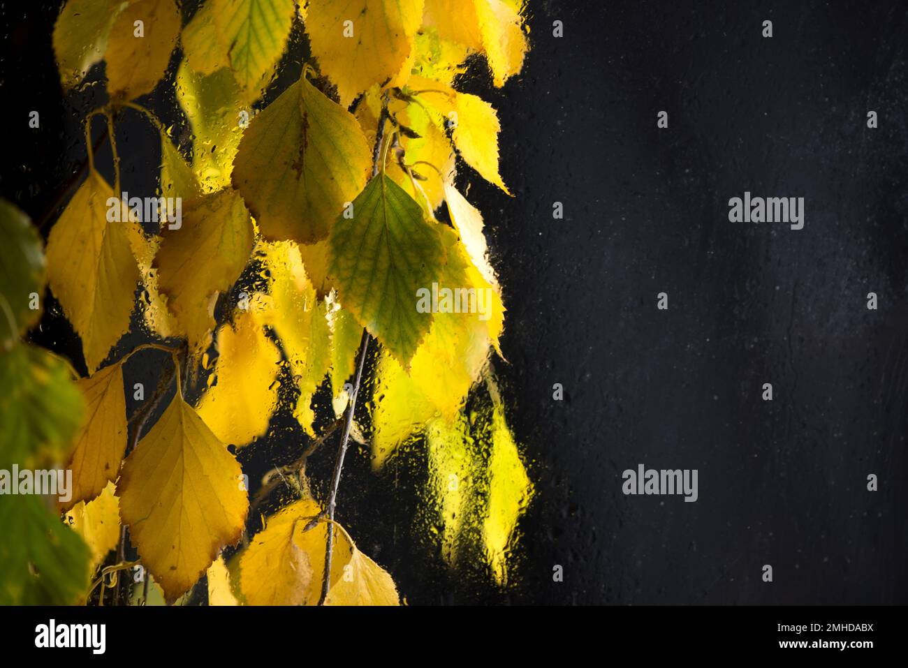 Autumn form. Yellowed birch branches through a wet rainy window Stock ...
