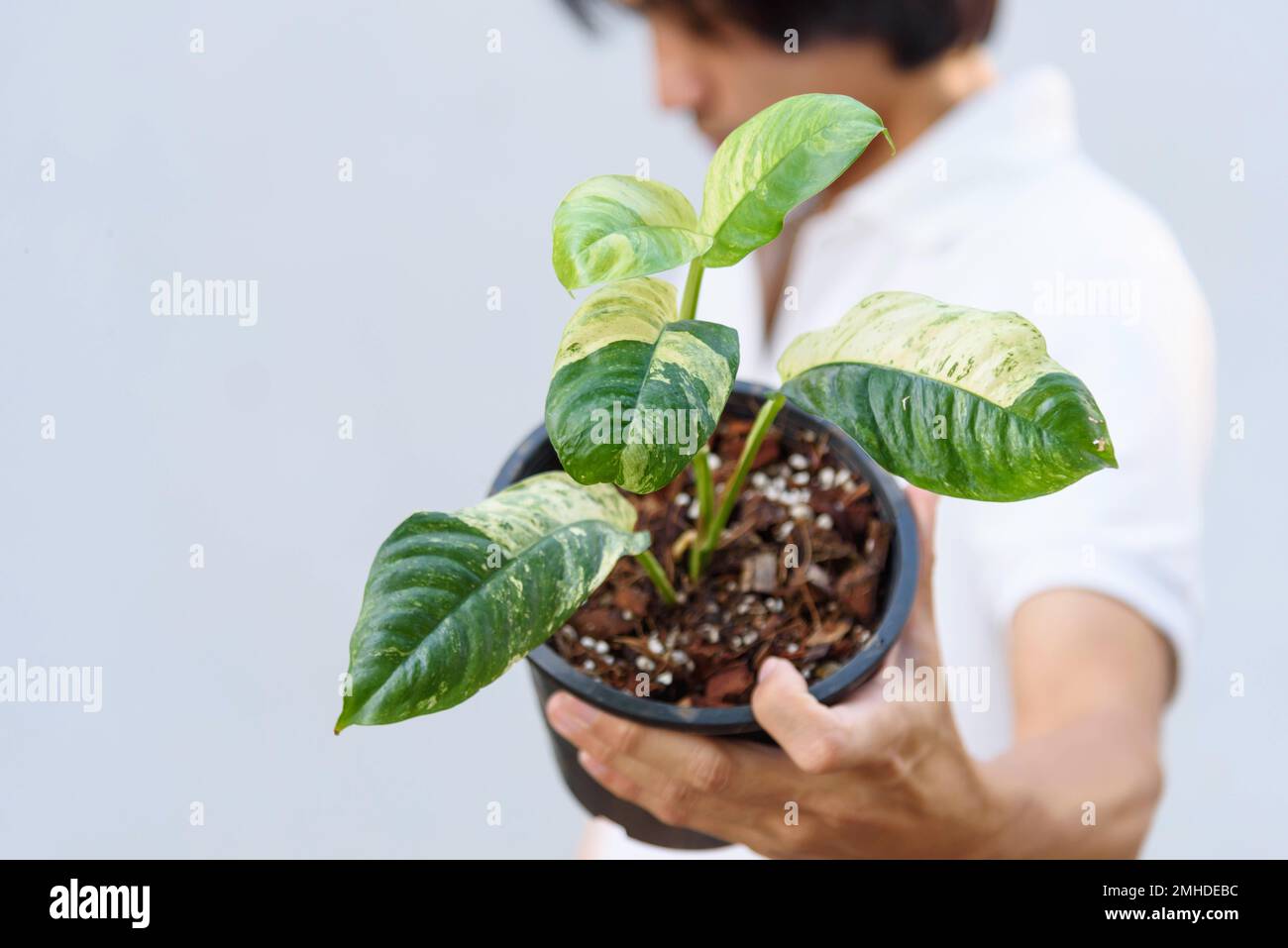 rhaphidophora puberula variegated in the pot Stock Photo - Alamy
