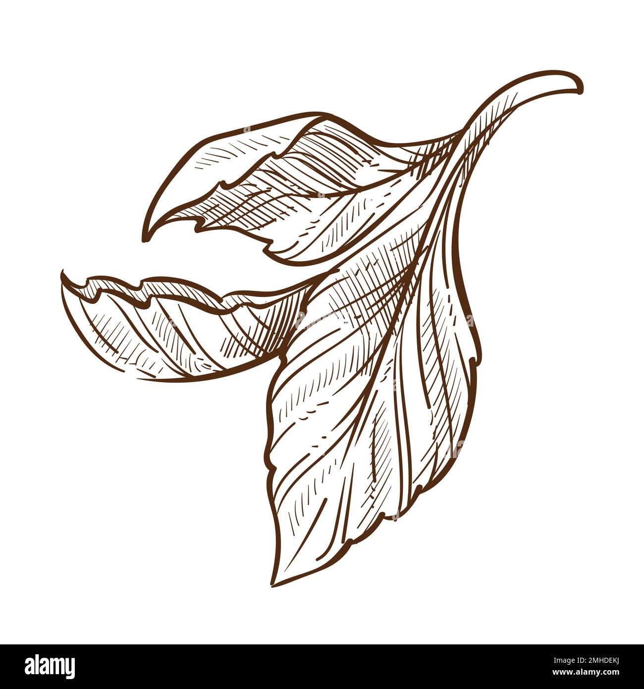 Tea Leaves Drawing