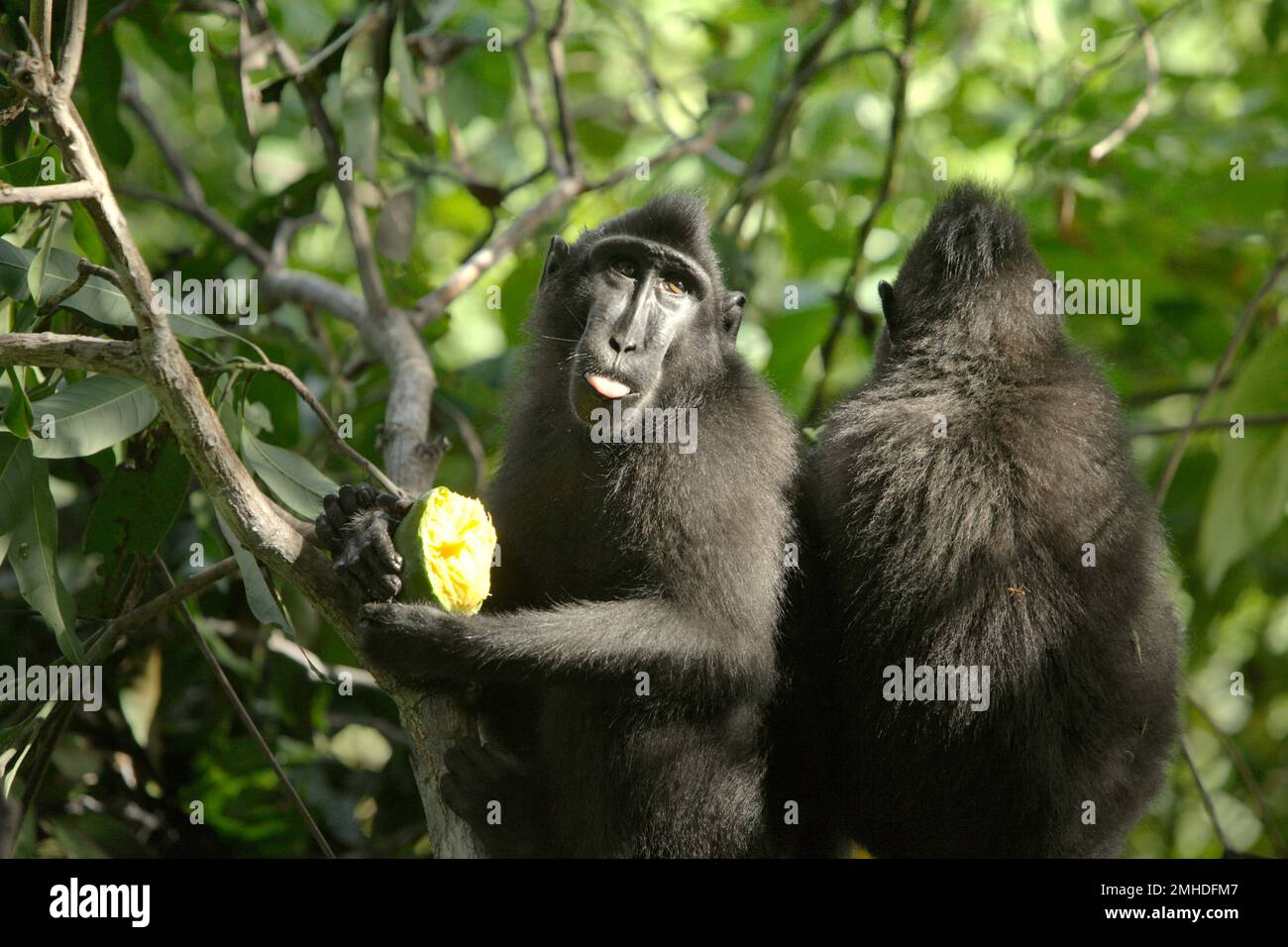 A Sulawesi black-crested macaque (Macaca nigra) is feeding on fruit in ...