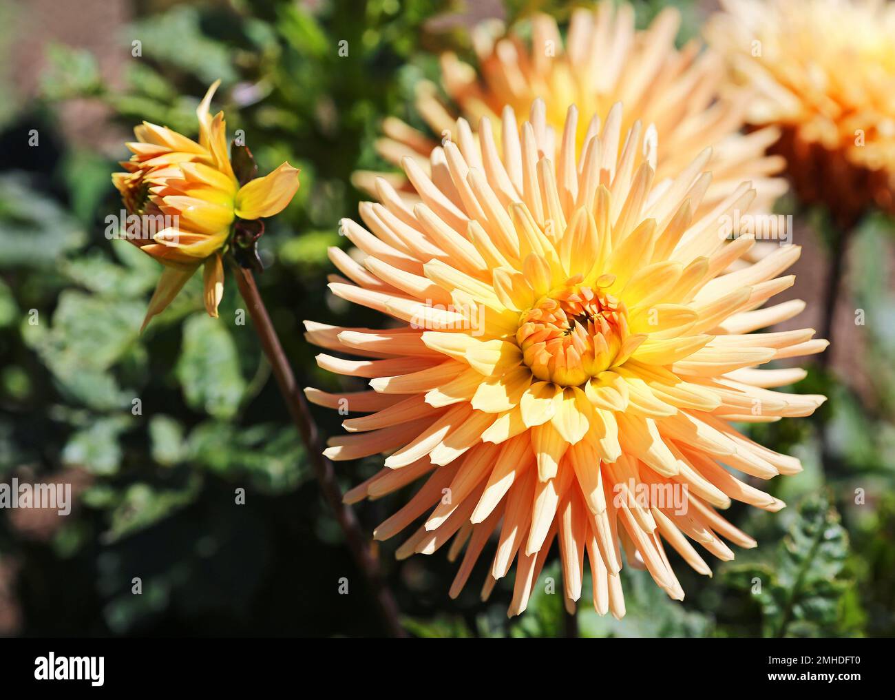 Dahlia big hi-res stock photography and images - Alamy