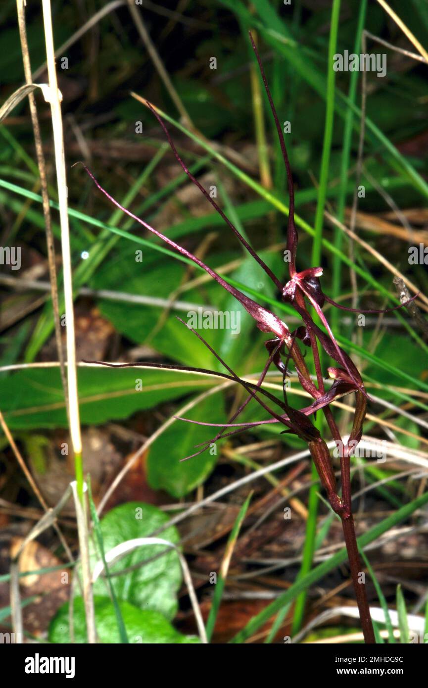 Caladenia filamentosa hi-res stock photography and images - Alamy