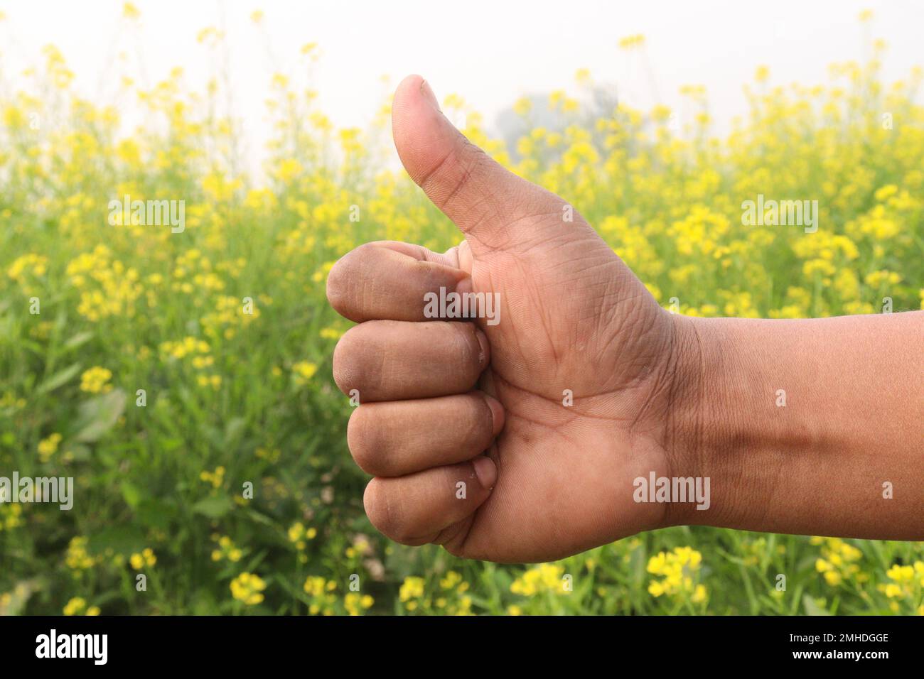 finger sign with mustard farm for deaf people or farmer Stock Photo - Alamy