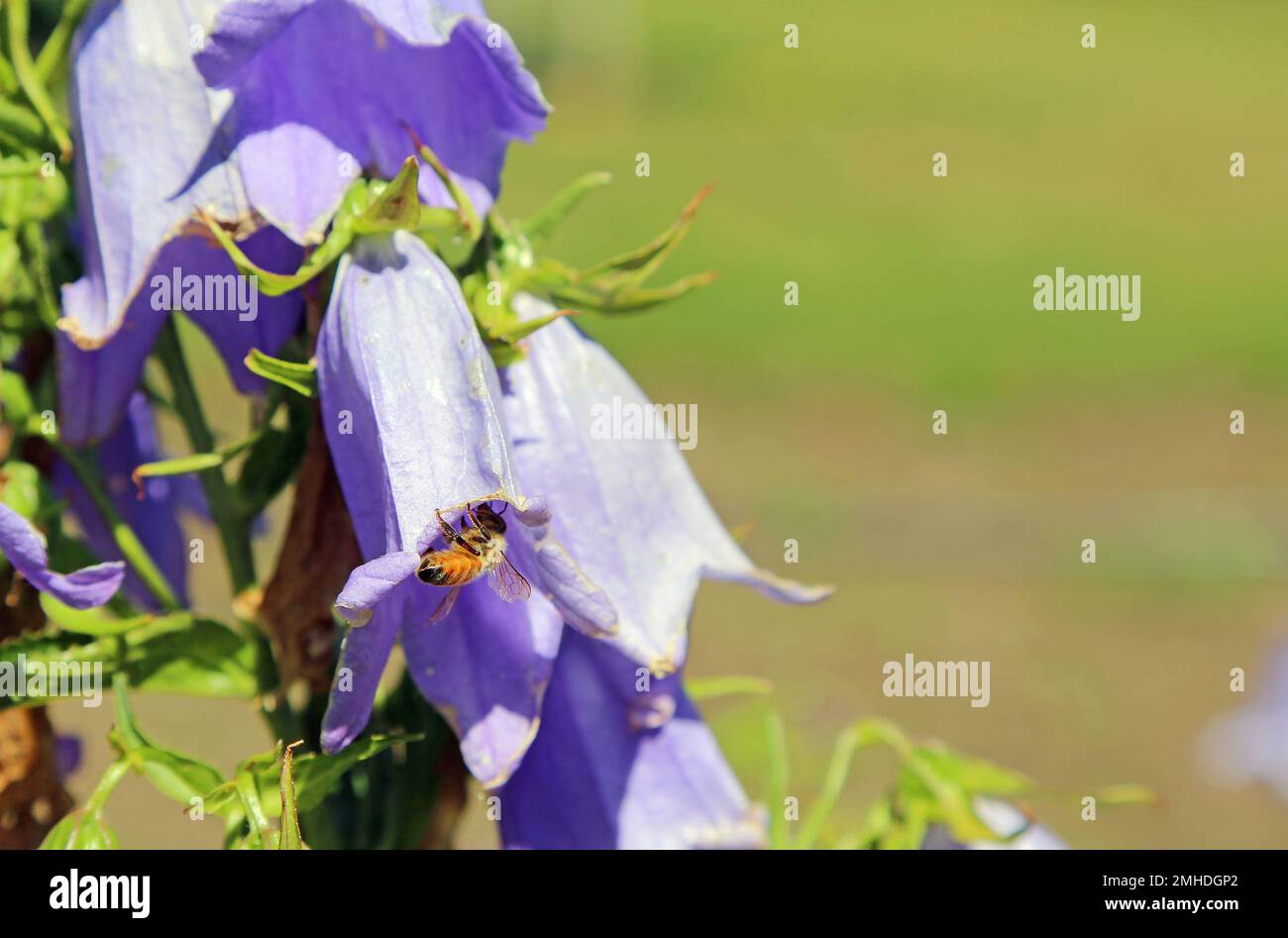 Bluebell petals hi-res stock photography and images - Alamy