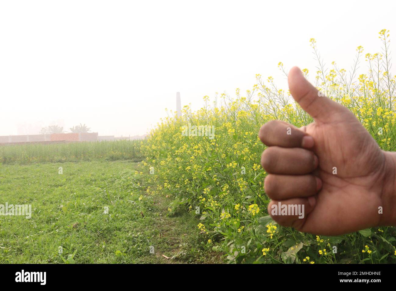 finger sign with mustard farm for deaf people or farmer Stock Photo - Alamy