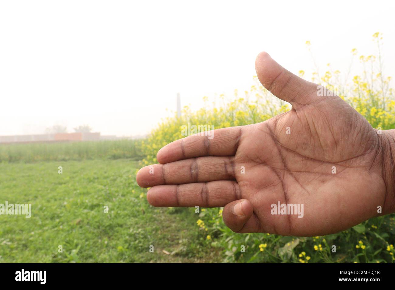finger sign with mustard farm for deaf people or farmer Stock Photo - Alamy