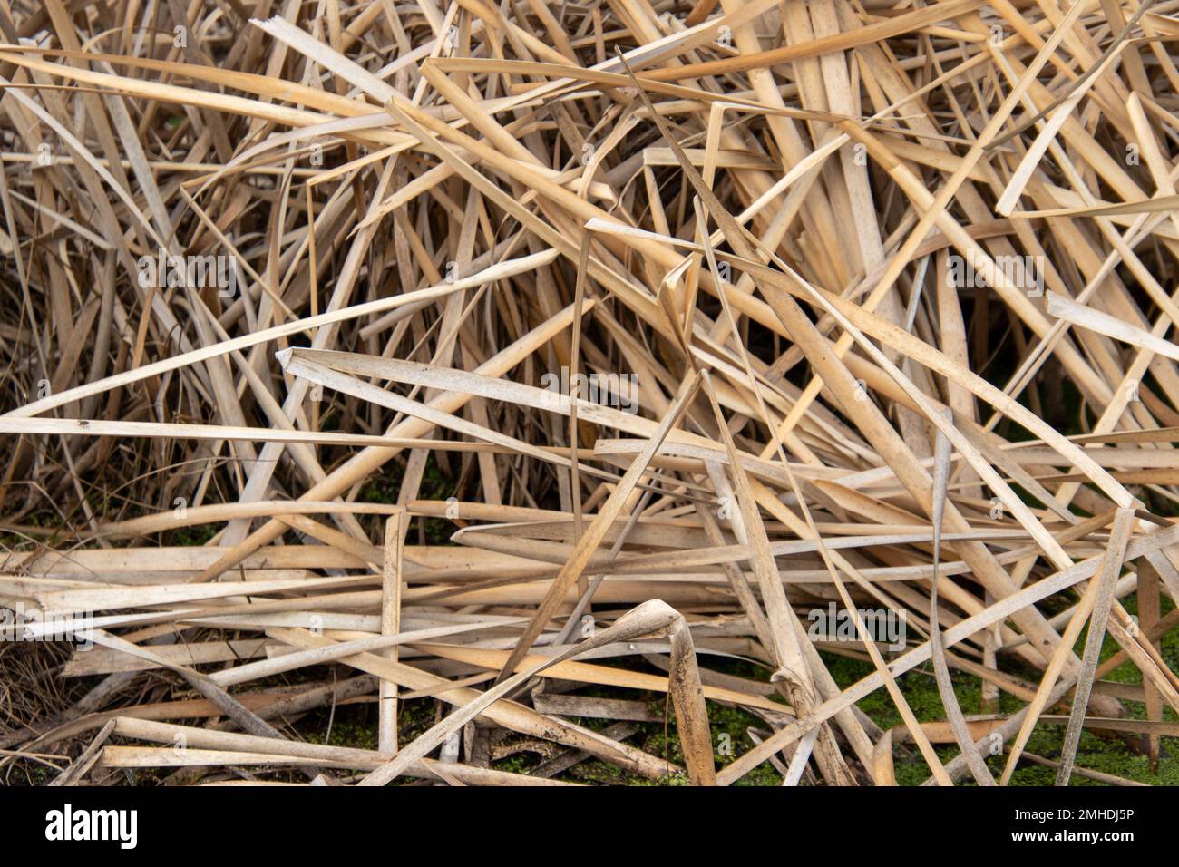 One dominant color hi-res stock photography and images - Alamy