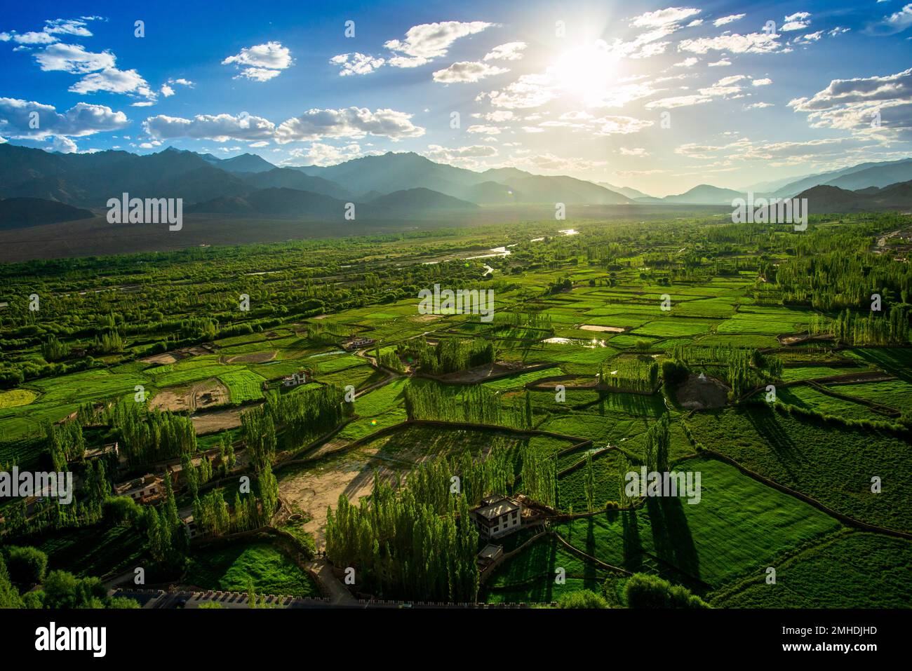 Landscape with field and sky. tree, flowers, agriculture, field ...