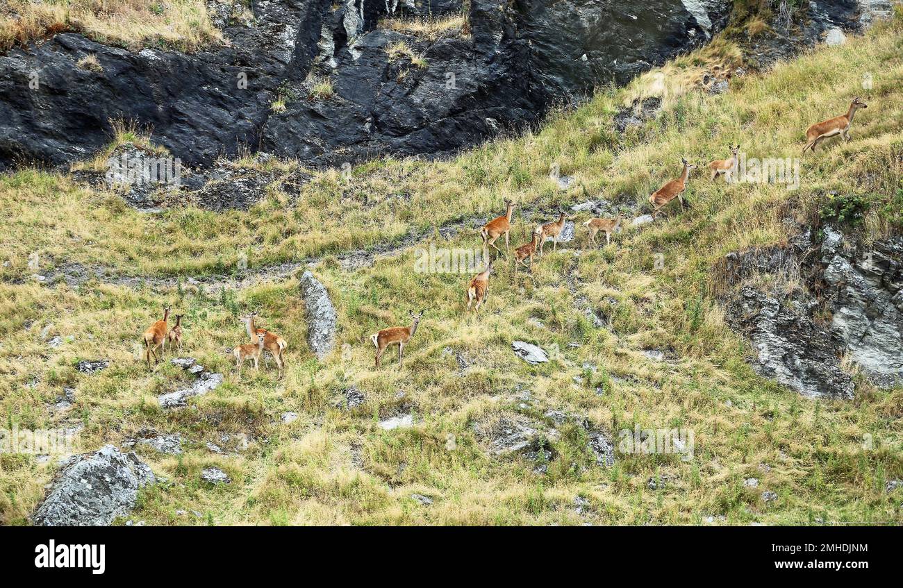 Deer farm new zealand hi-res stock photography and images - Alamy