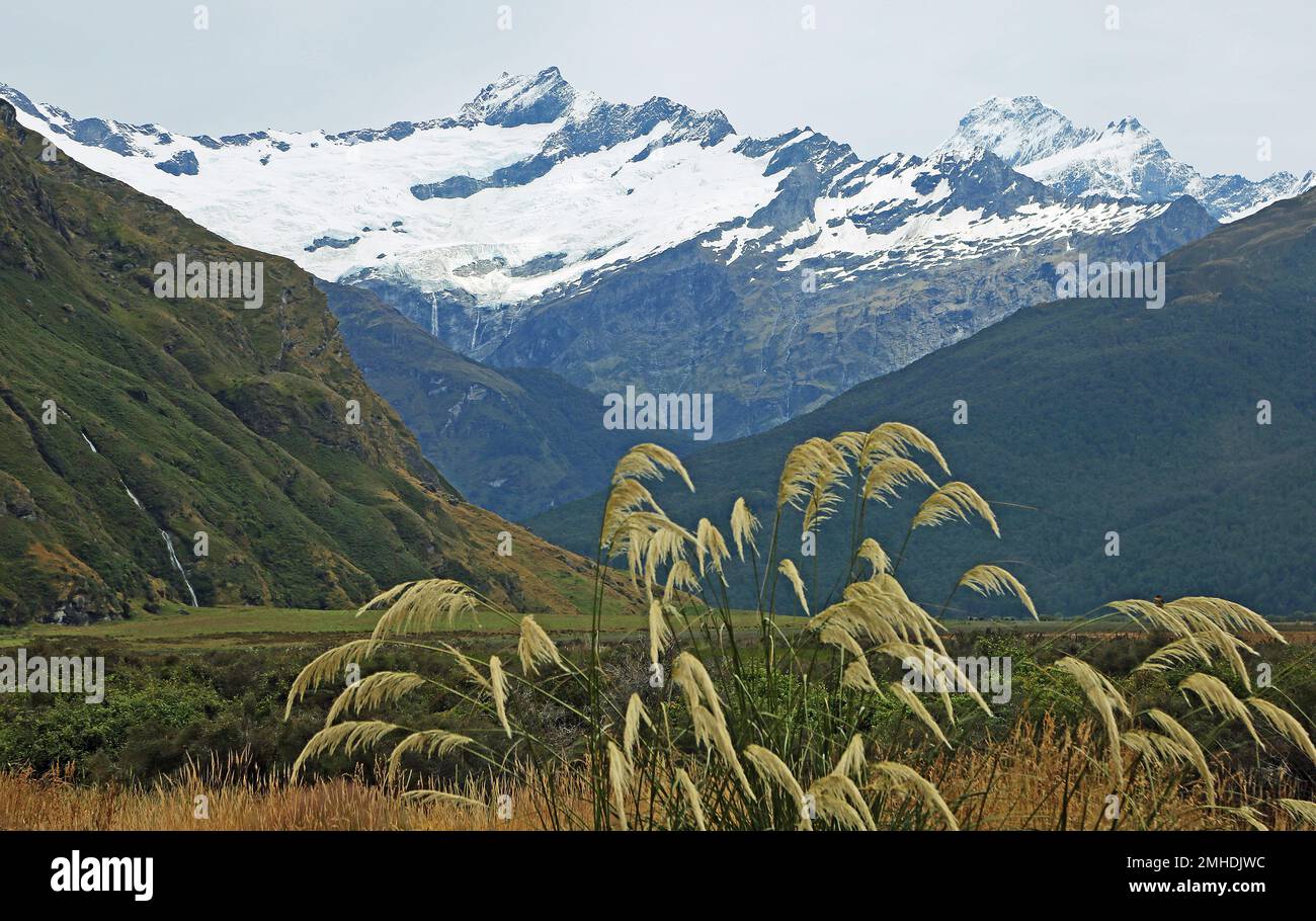 Reed in Mt aSPIRING np - New Zealand Stock Photo - Alamy