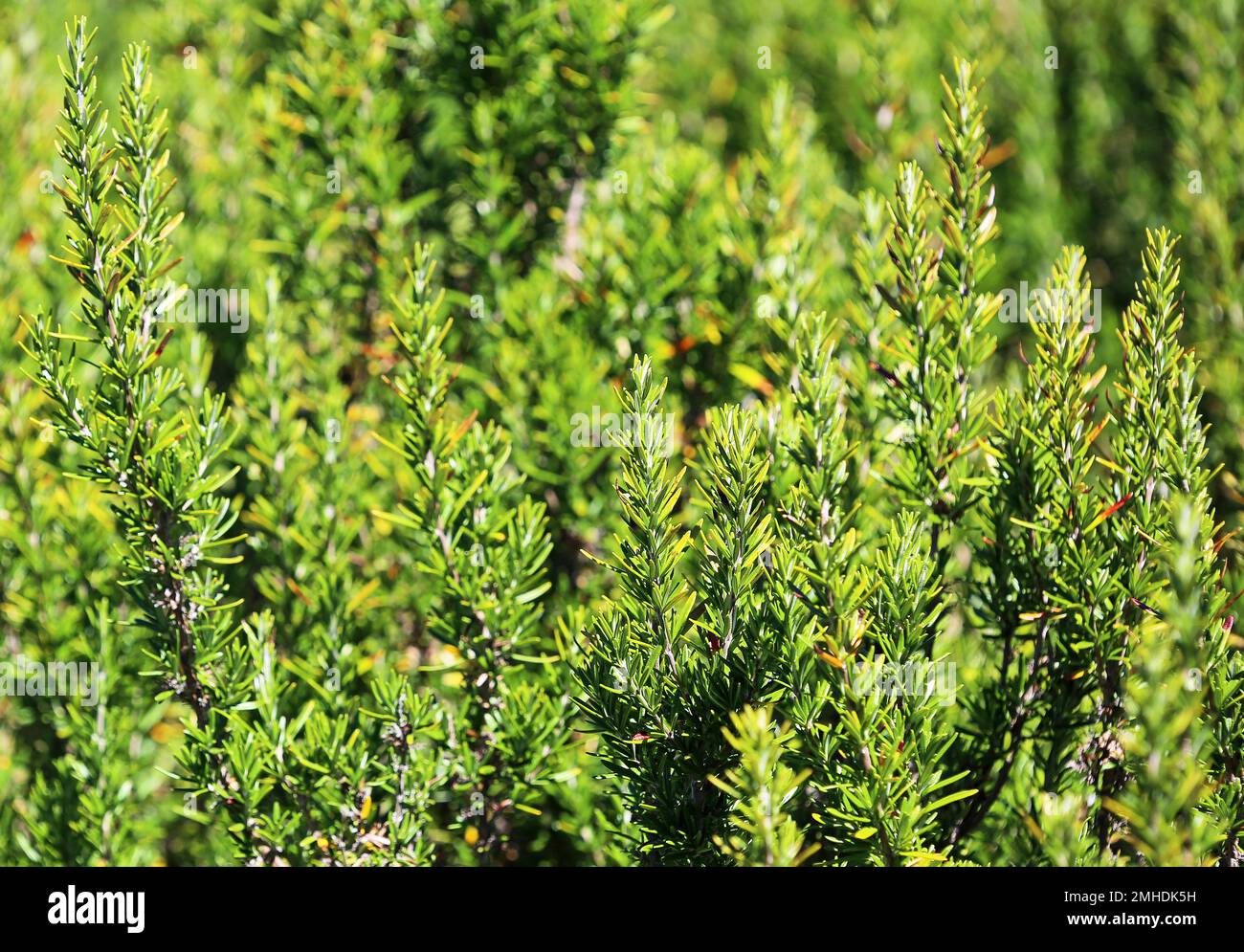Rosemary herb garden gardens hi-res stock photography and images - Alamy
