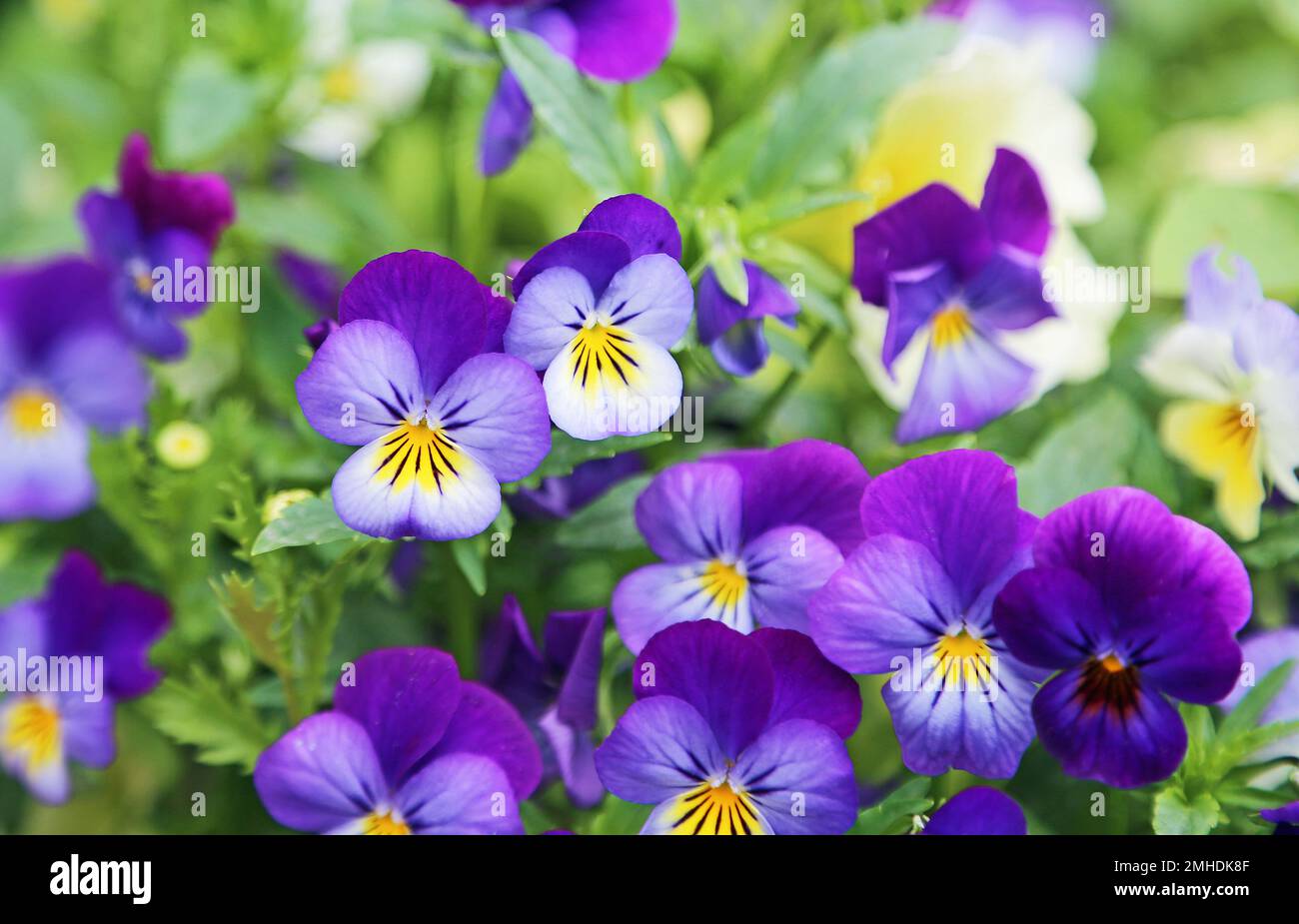 Blue pansy flowers Stock Photo - Alamy