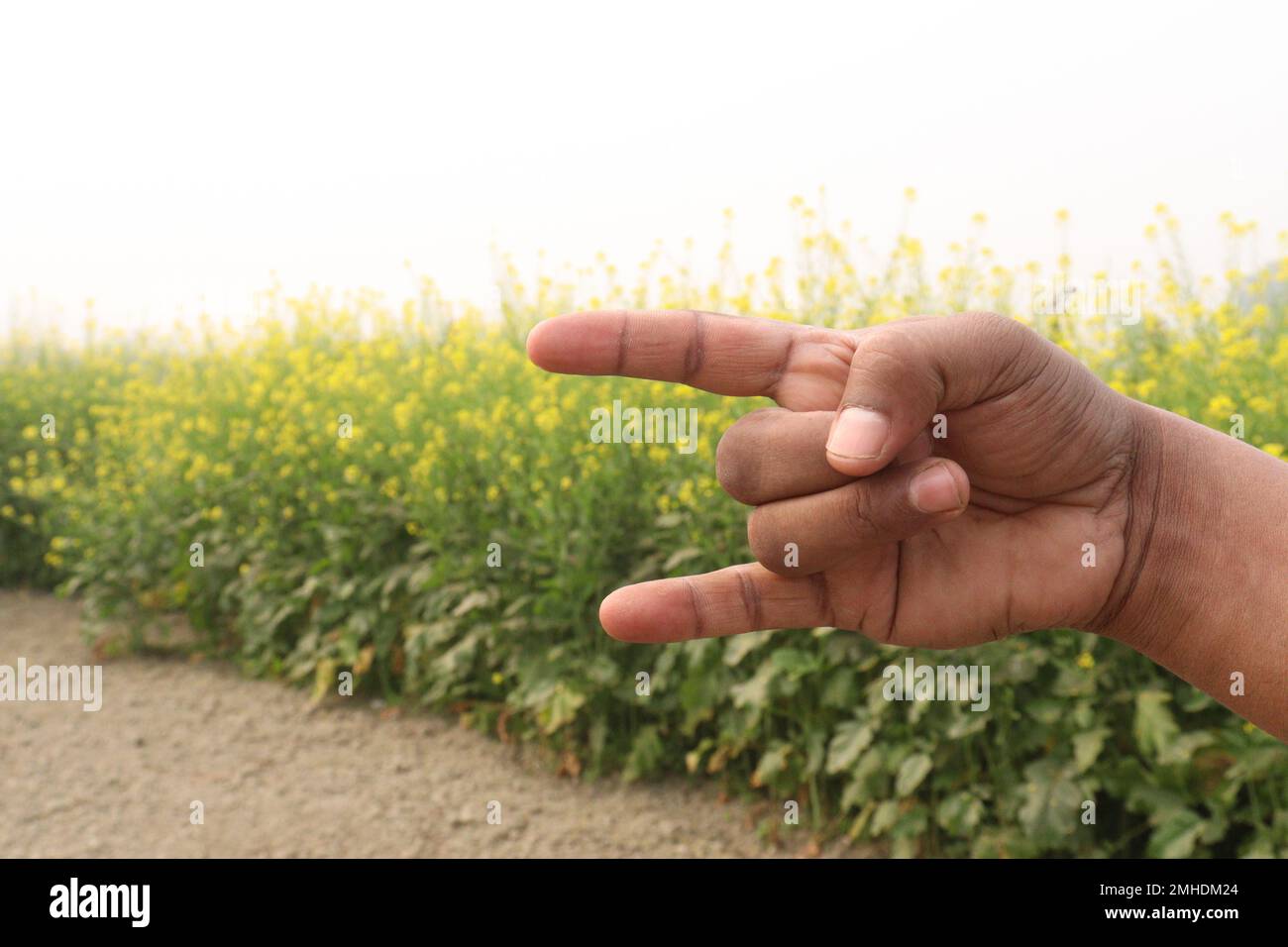 finger sign with mustard farm for deaf people or farmer Stock Photo - Alamy