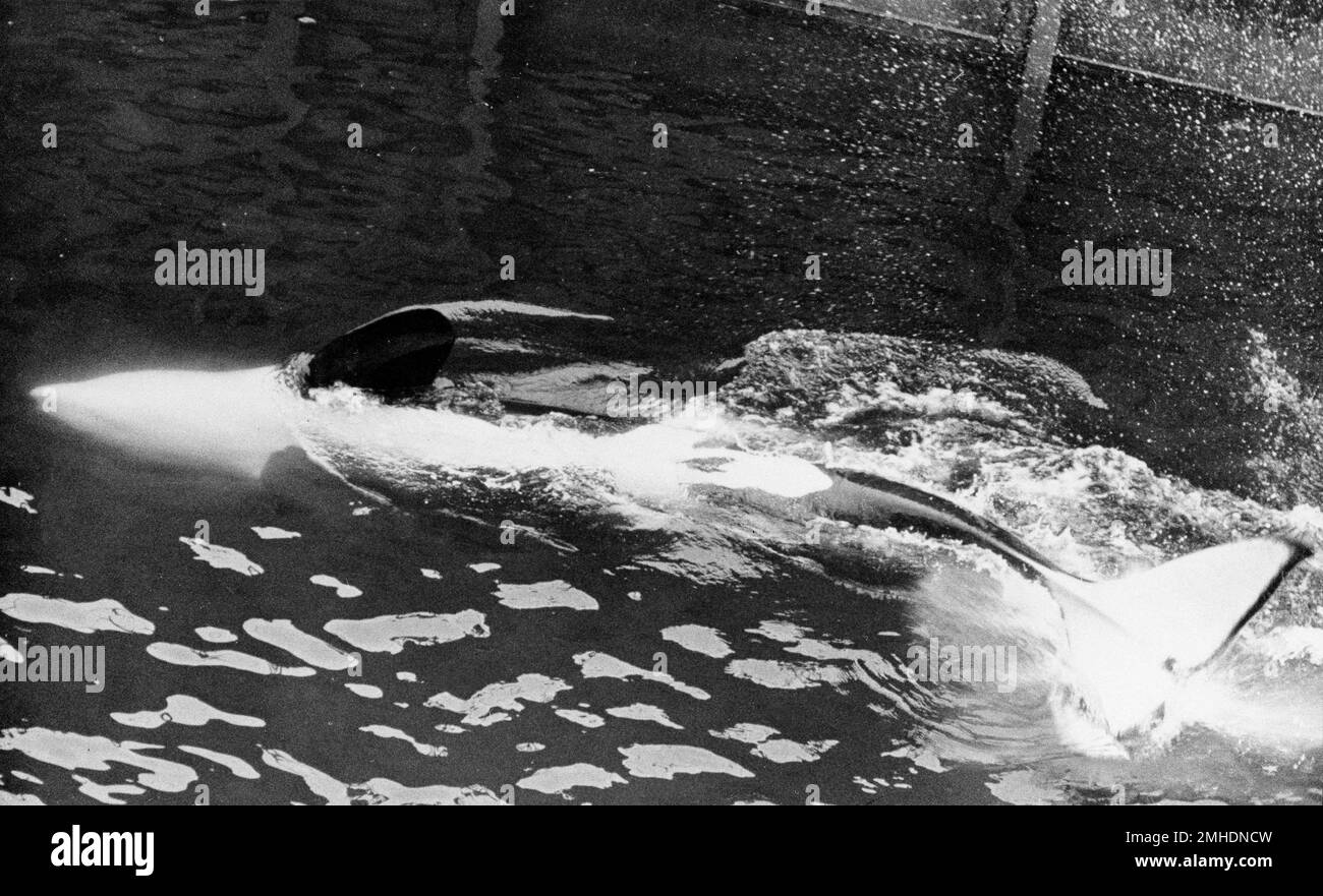 Captured killer whale, harpooned in the Gulf of Georgia by the ...