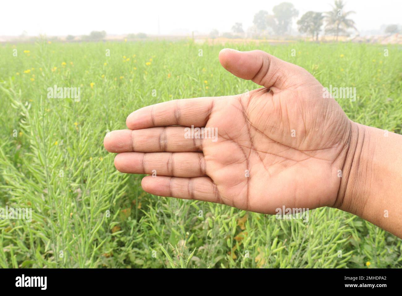 finger sign with mustard farm for deaf people or farmer Stock Photo - Alamy