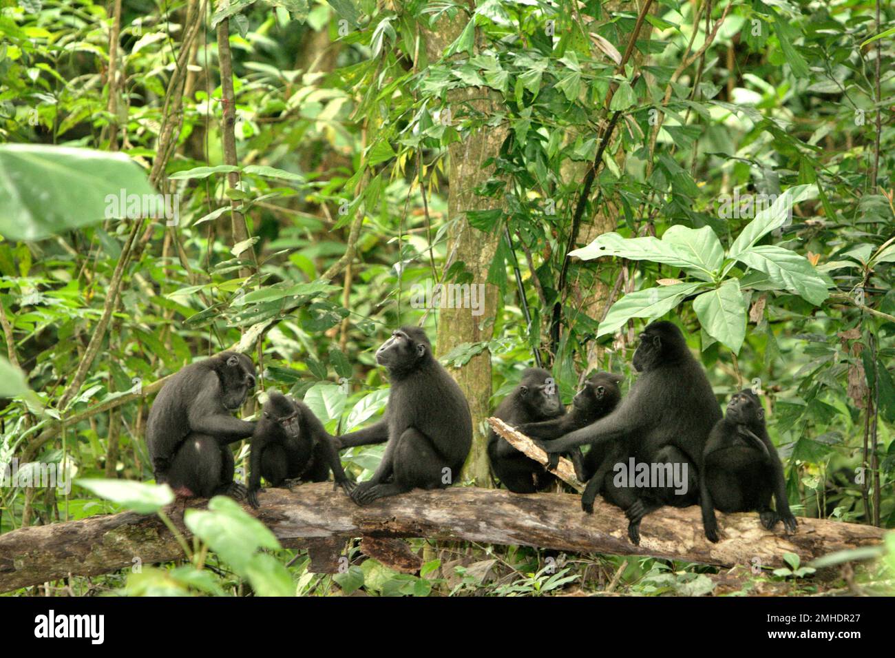 A troop of Celebes crested macaques grooming; engaged in social ...