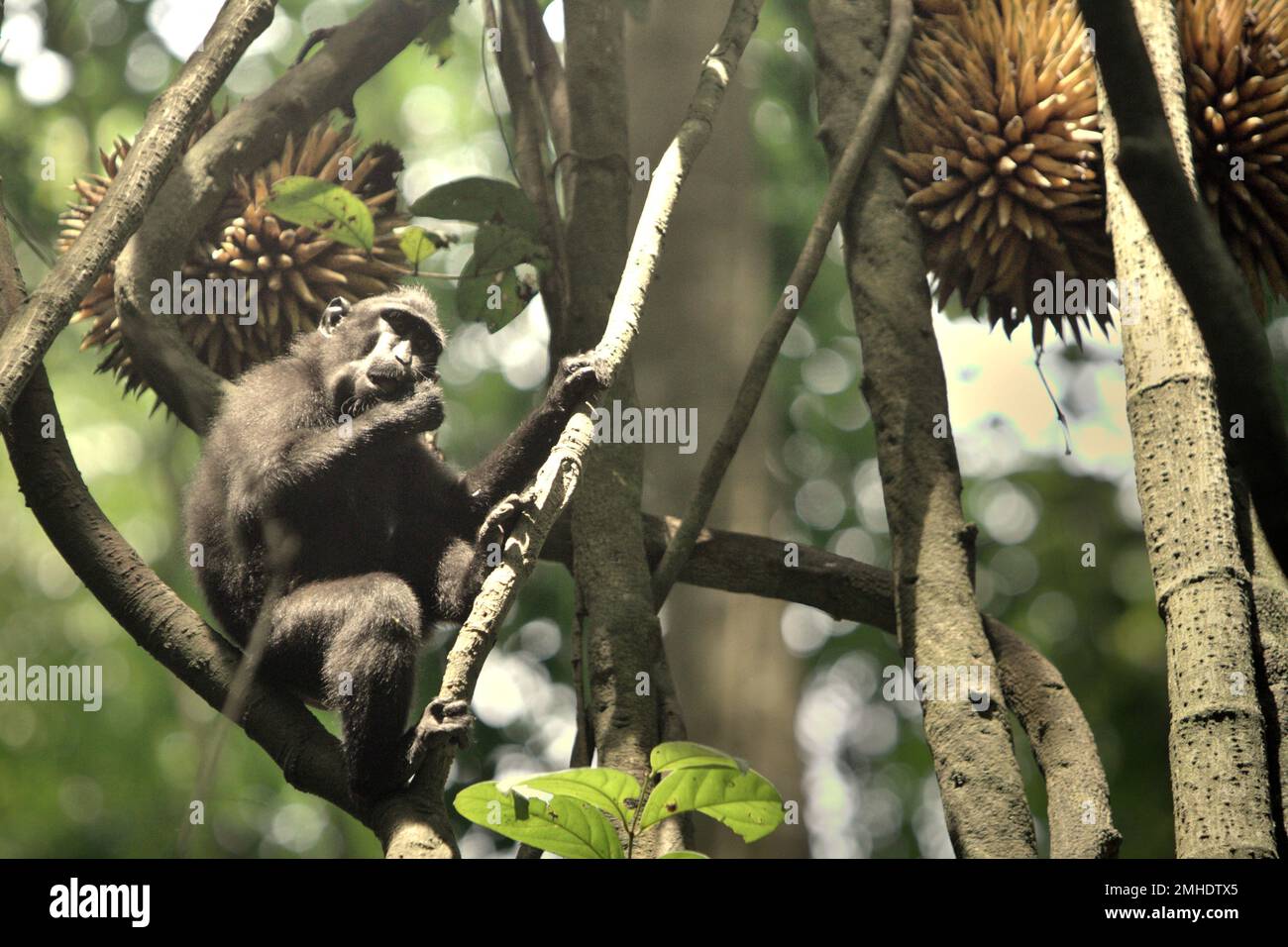 A Sulawesi black-crested macaque (Macaca nigra) is sitting near liana ...