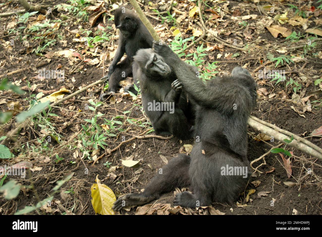 Macque activity hi-res stock photography and images - Alamy
