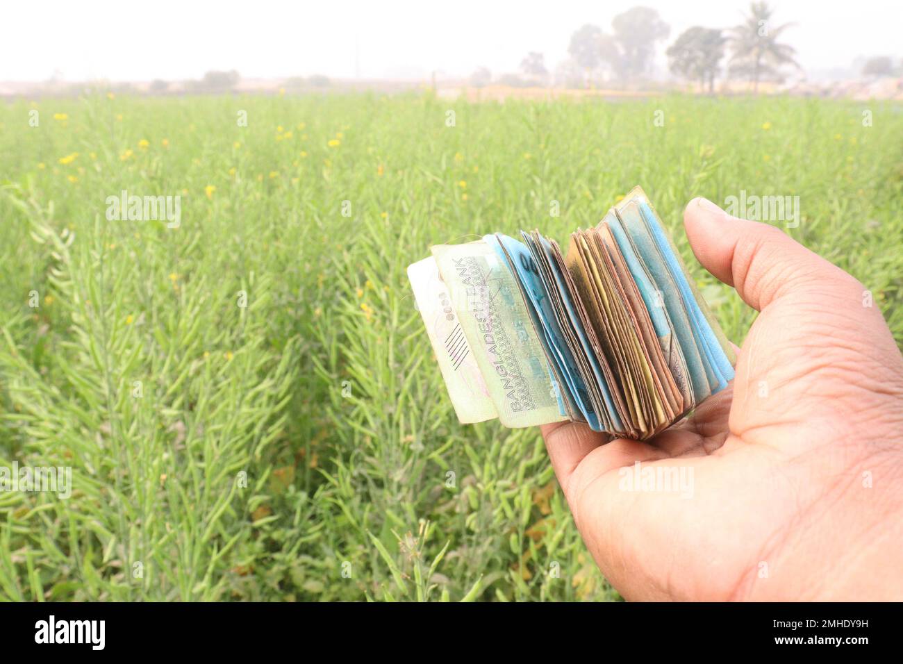 Money crops hi-res stock photography and images - Alamy
