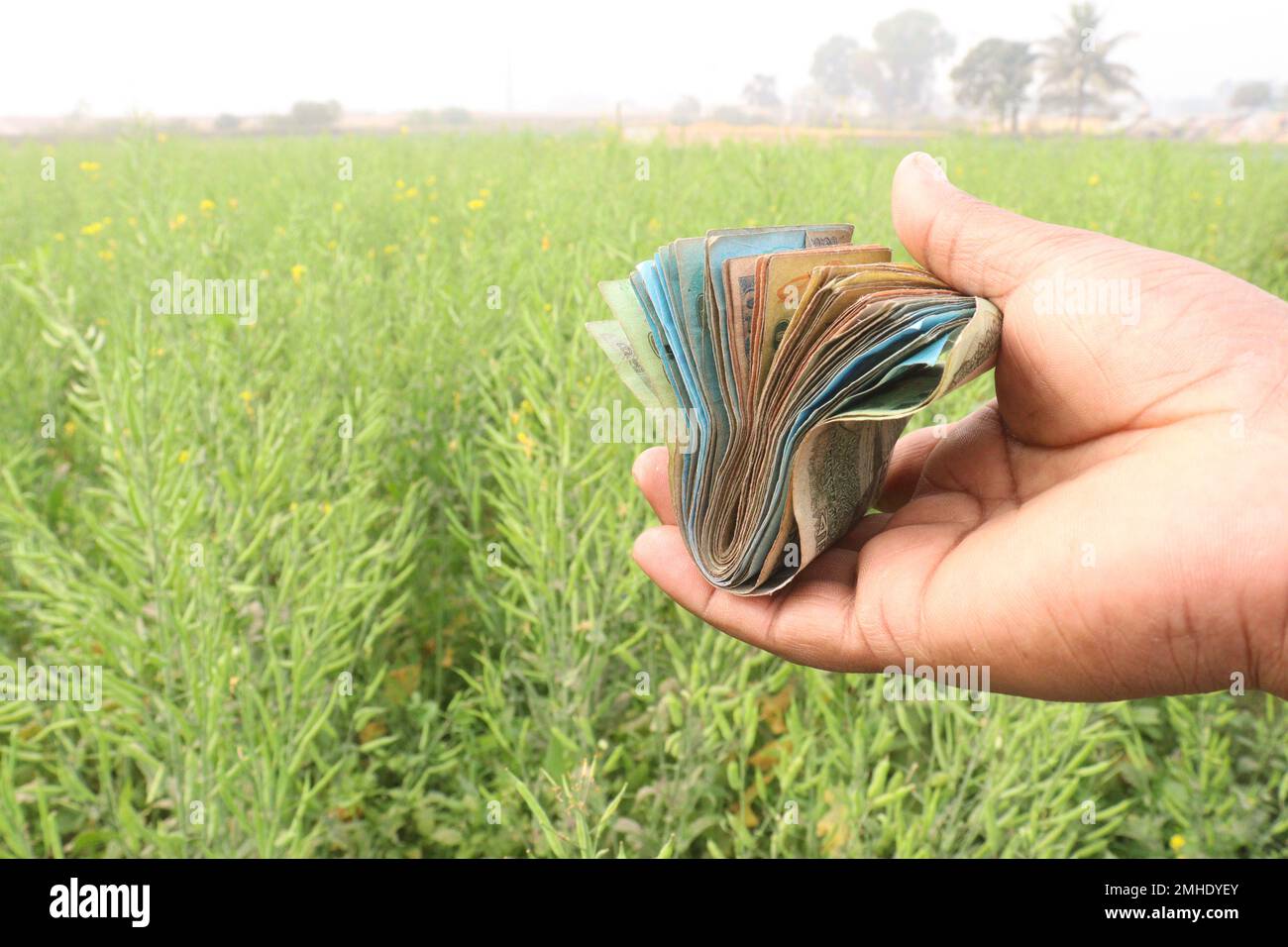 Money crops hi-res stock photography and images - Alamy
